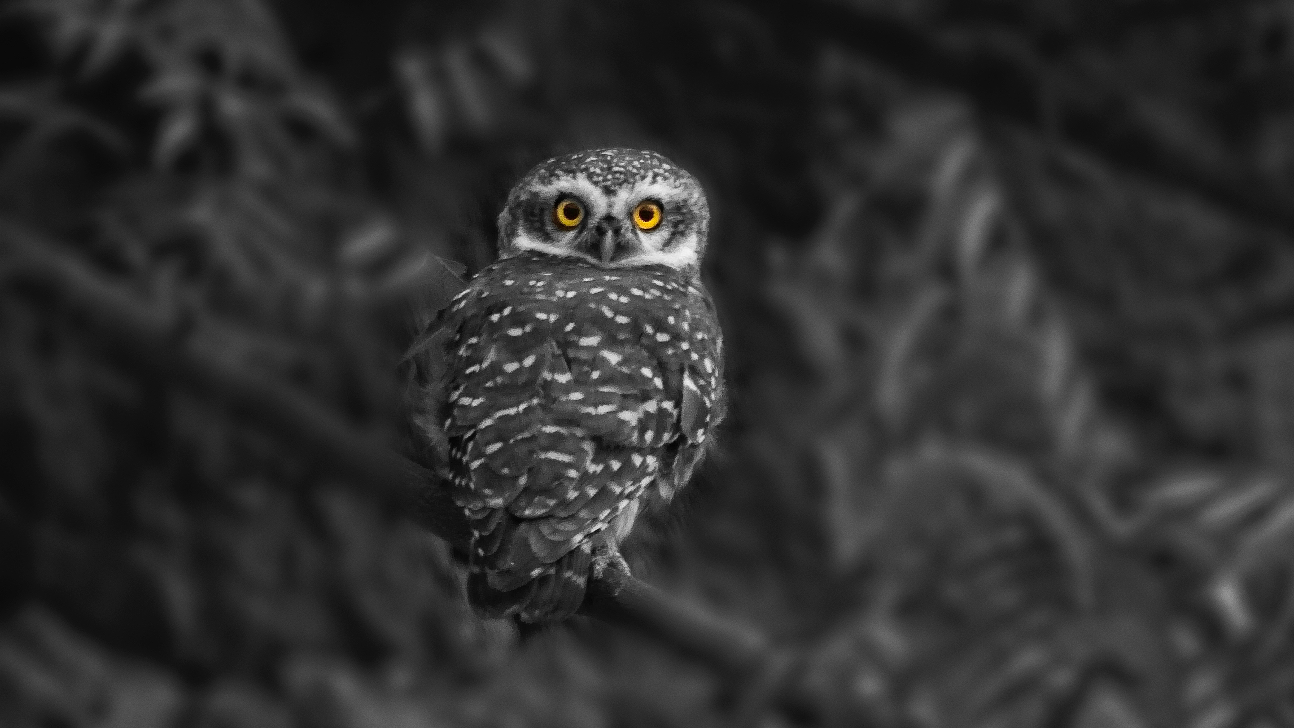 Keepers of the Dawn: The Watchful Owl