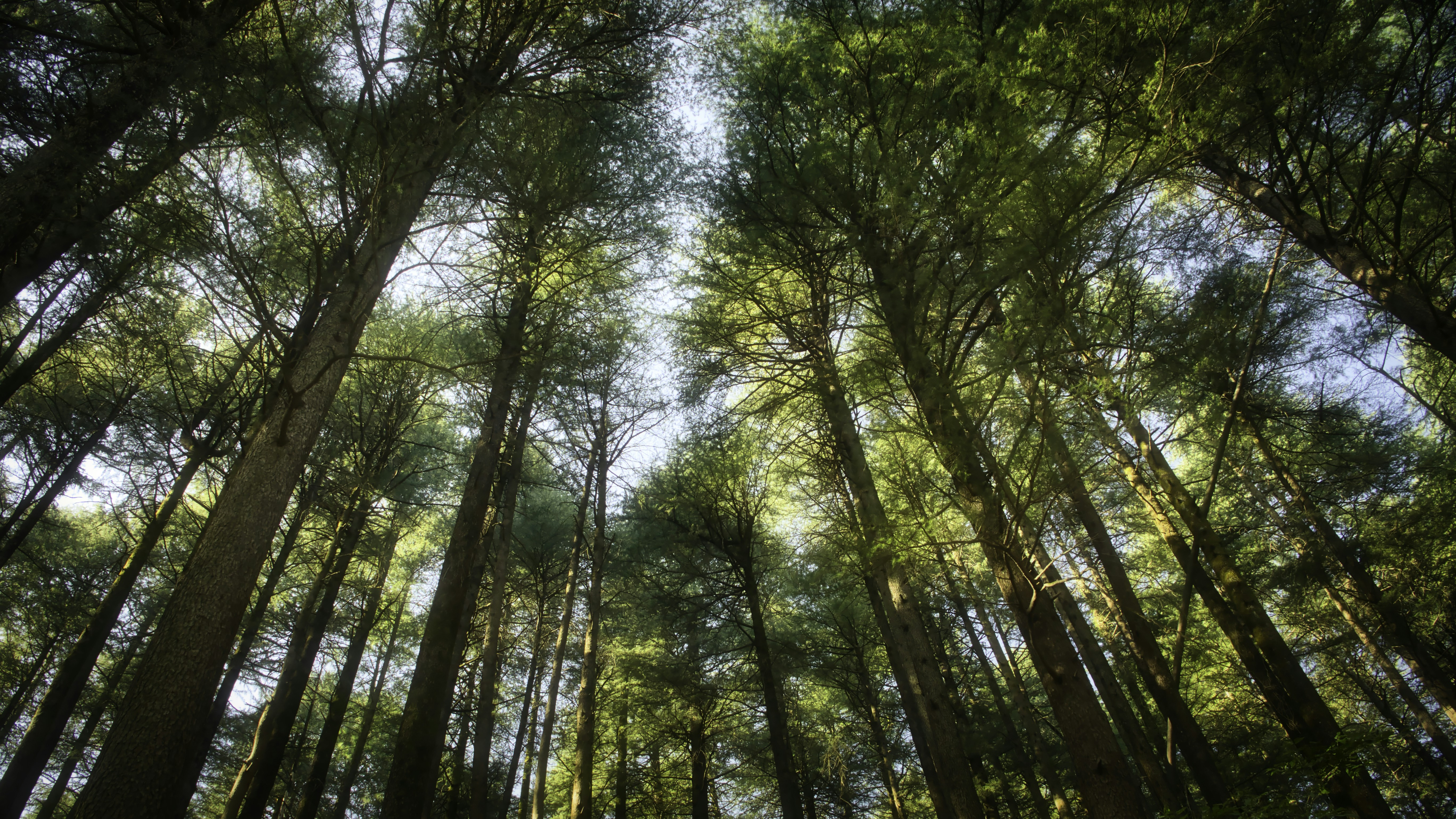 Tall trees reaching for the sky in a sunlit forest.