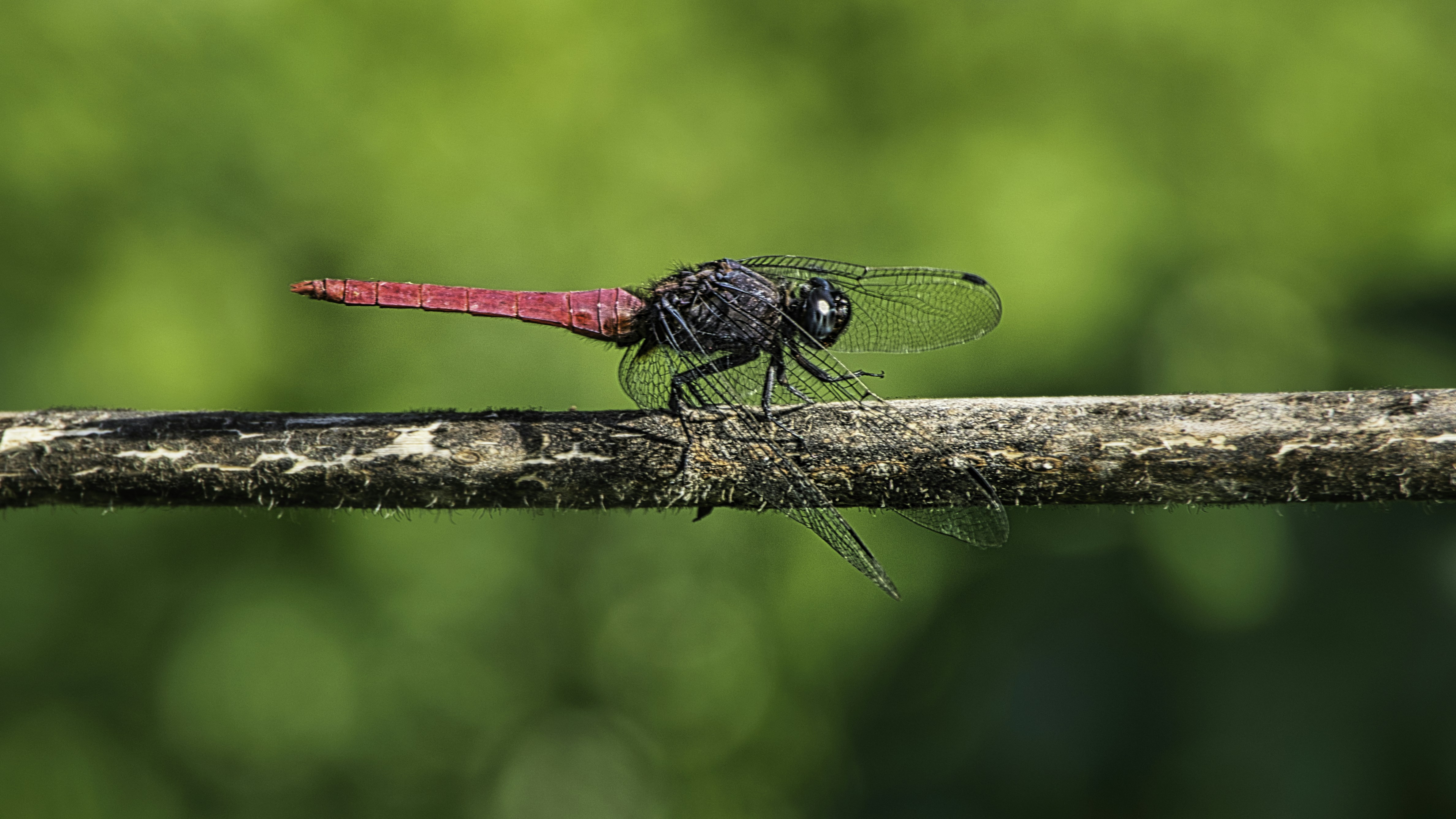 Crimson-Tipped Dragonfly Pauses on a Weathered Twig