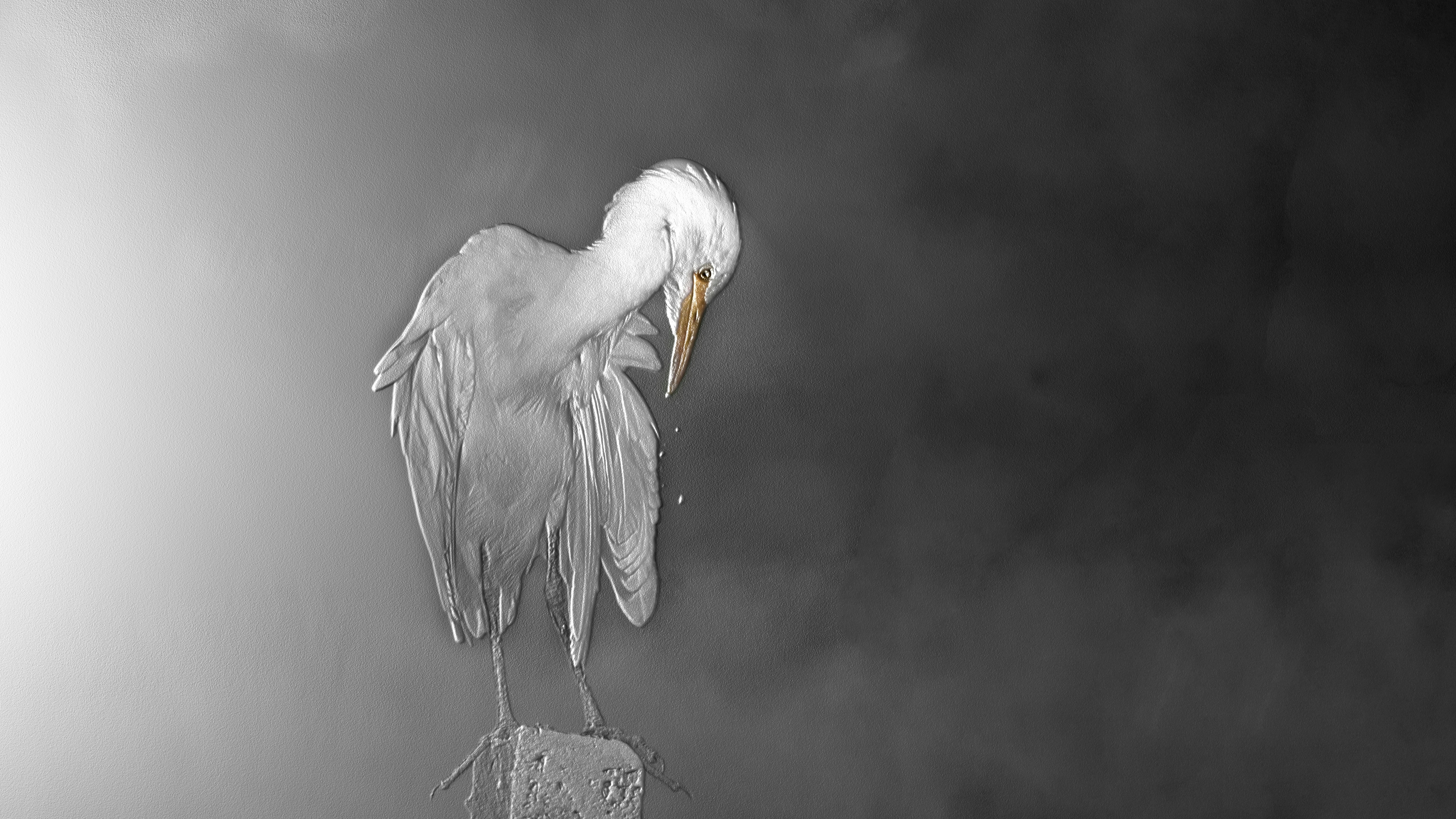 A white egret preening on a perch at night.