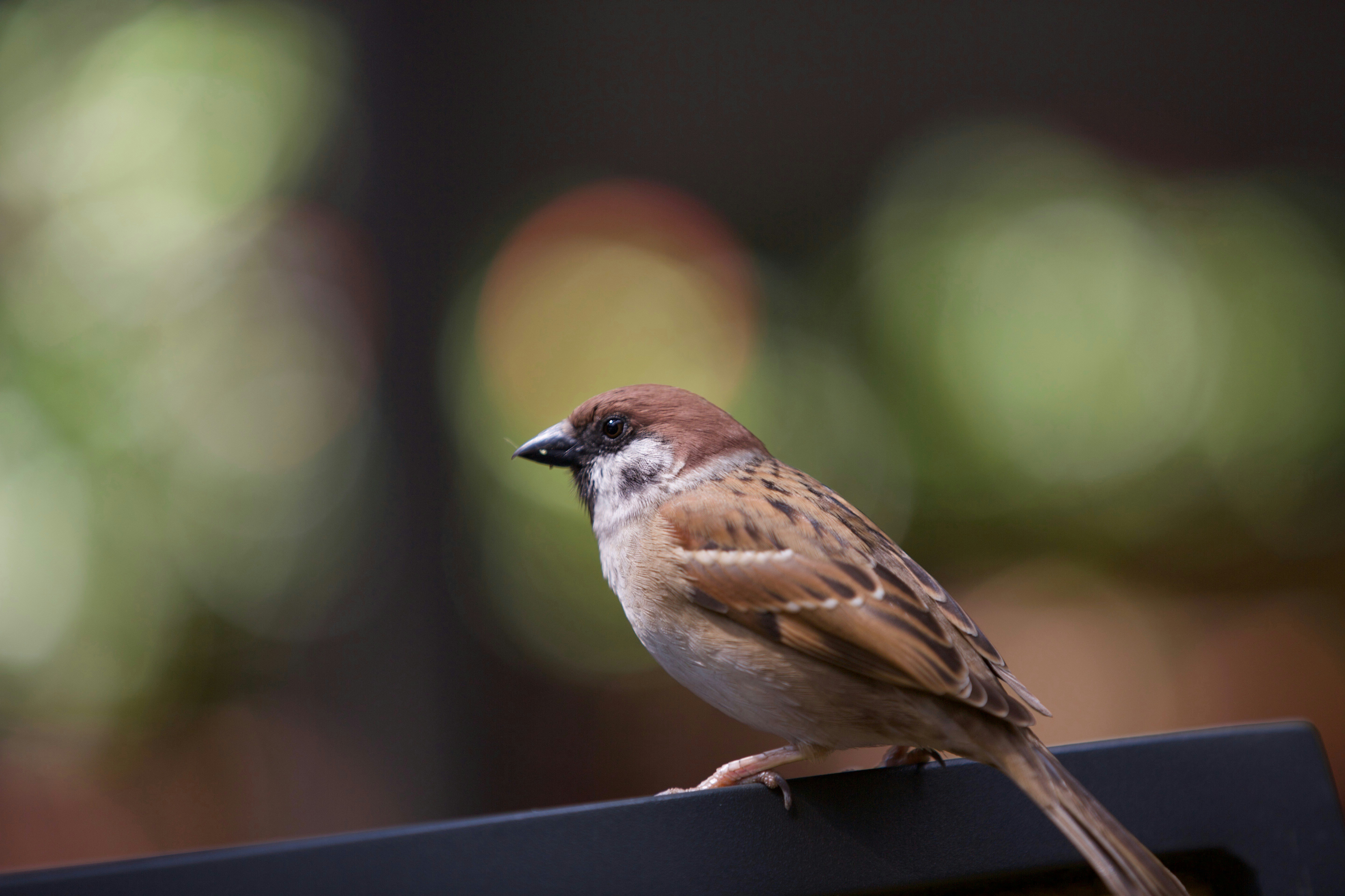 Tiny Sparrow, Quiet Watcher on a Sidelined Rail