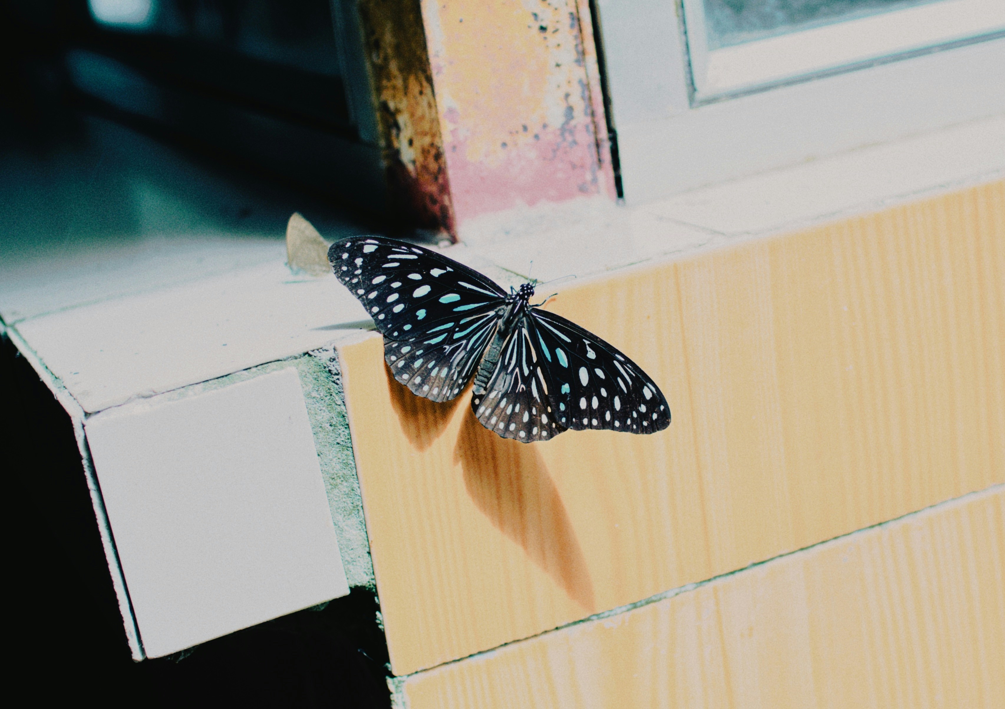 A black and white butterfly rests on a yellow ledge.