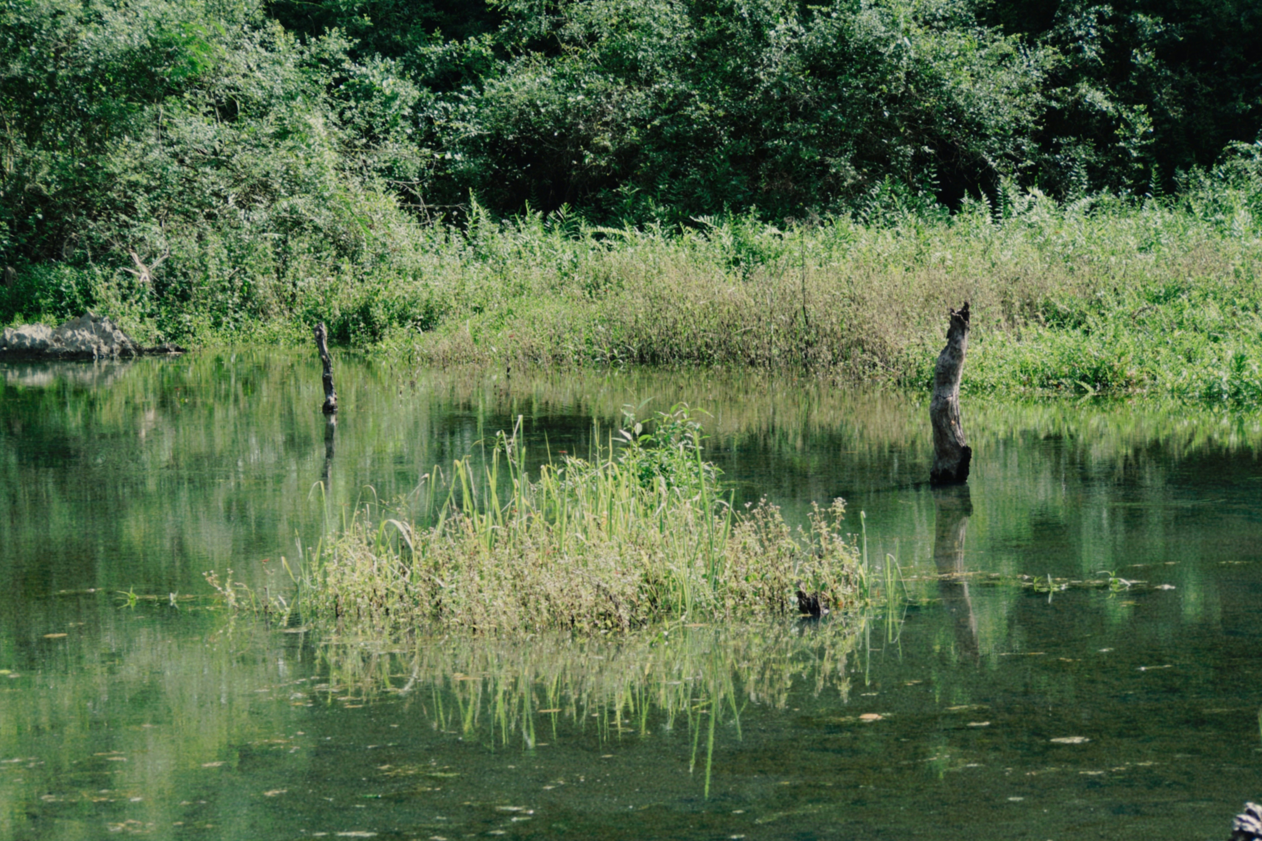 Silent Marsh Boom: A Calm Bend of Reeds in Still Water