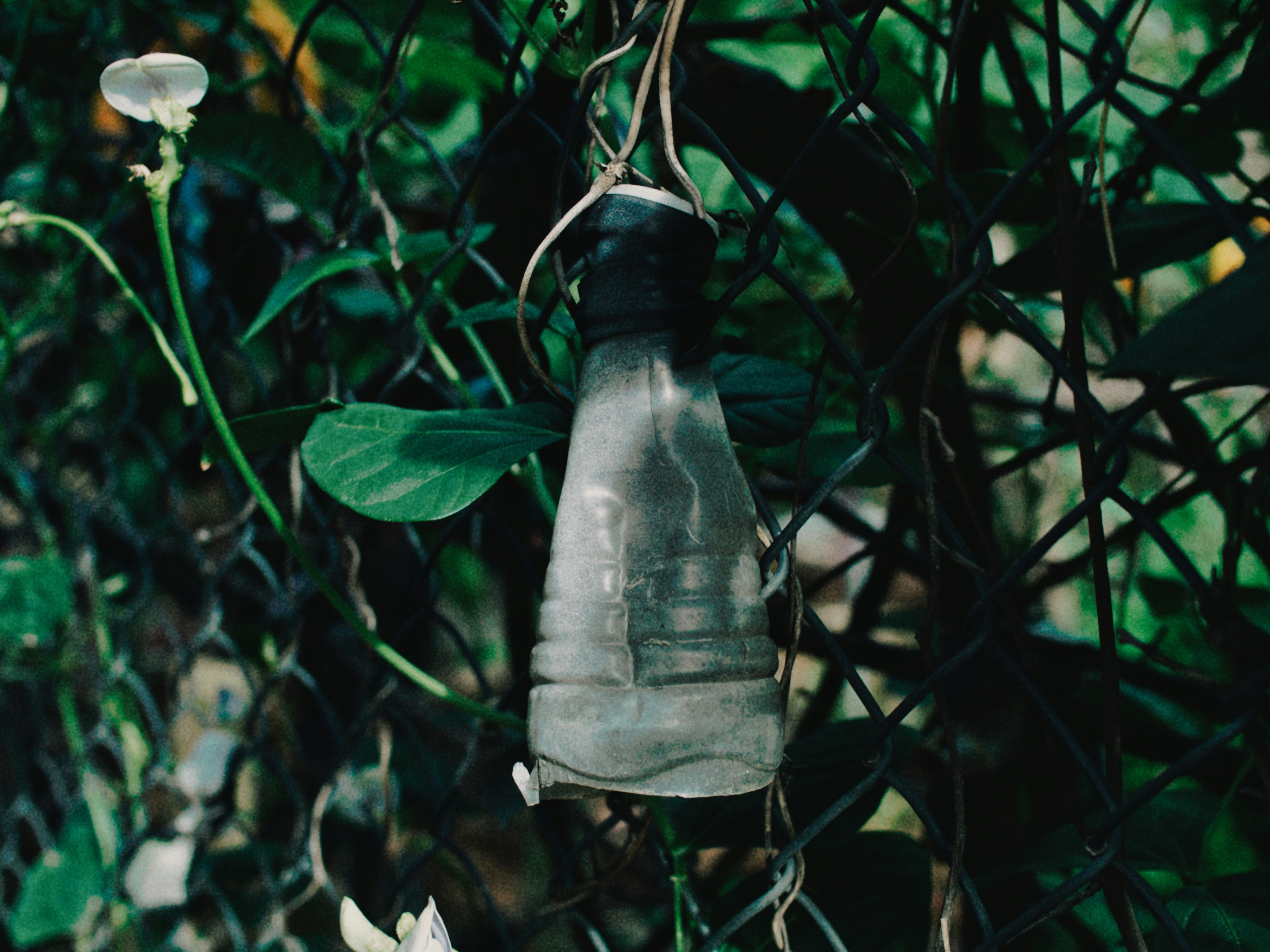 Old Light Bulb Dangling in a Tangle of Vines