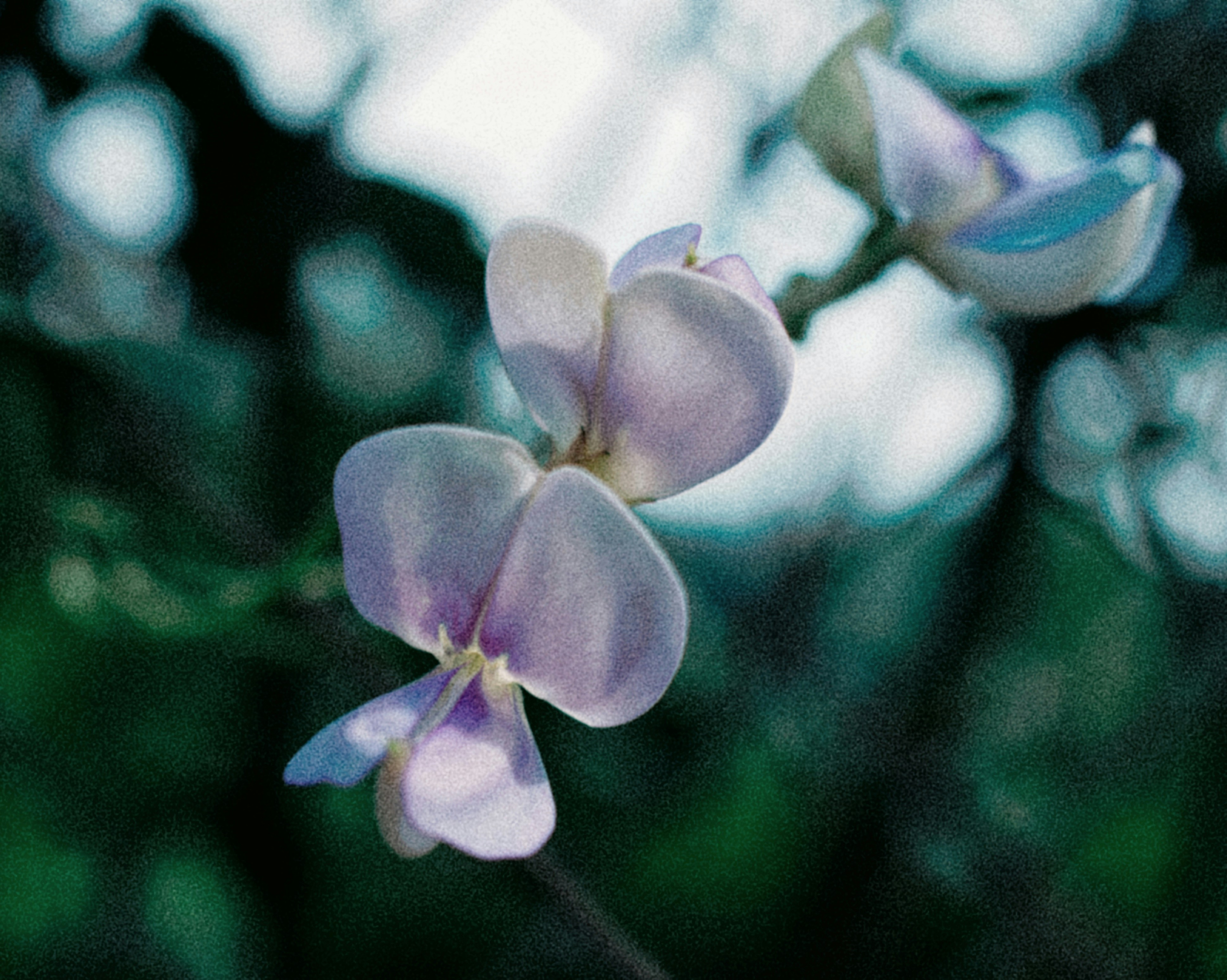 Lilac Bloom in Soft Focus Night Garden