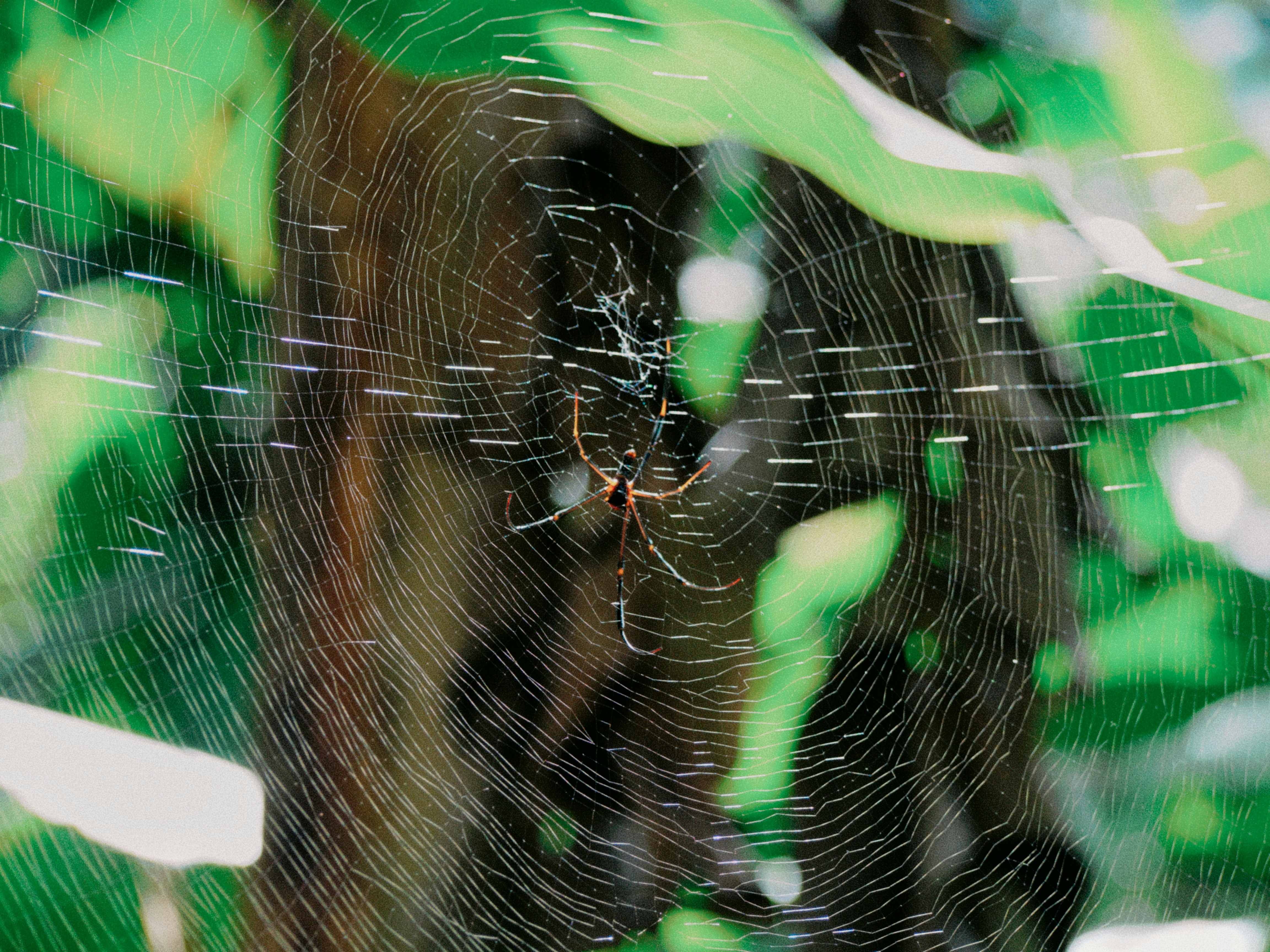 Orchid Spider in a Between-Leaf Web