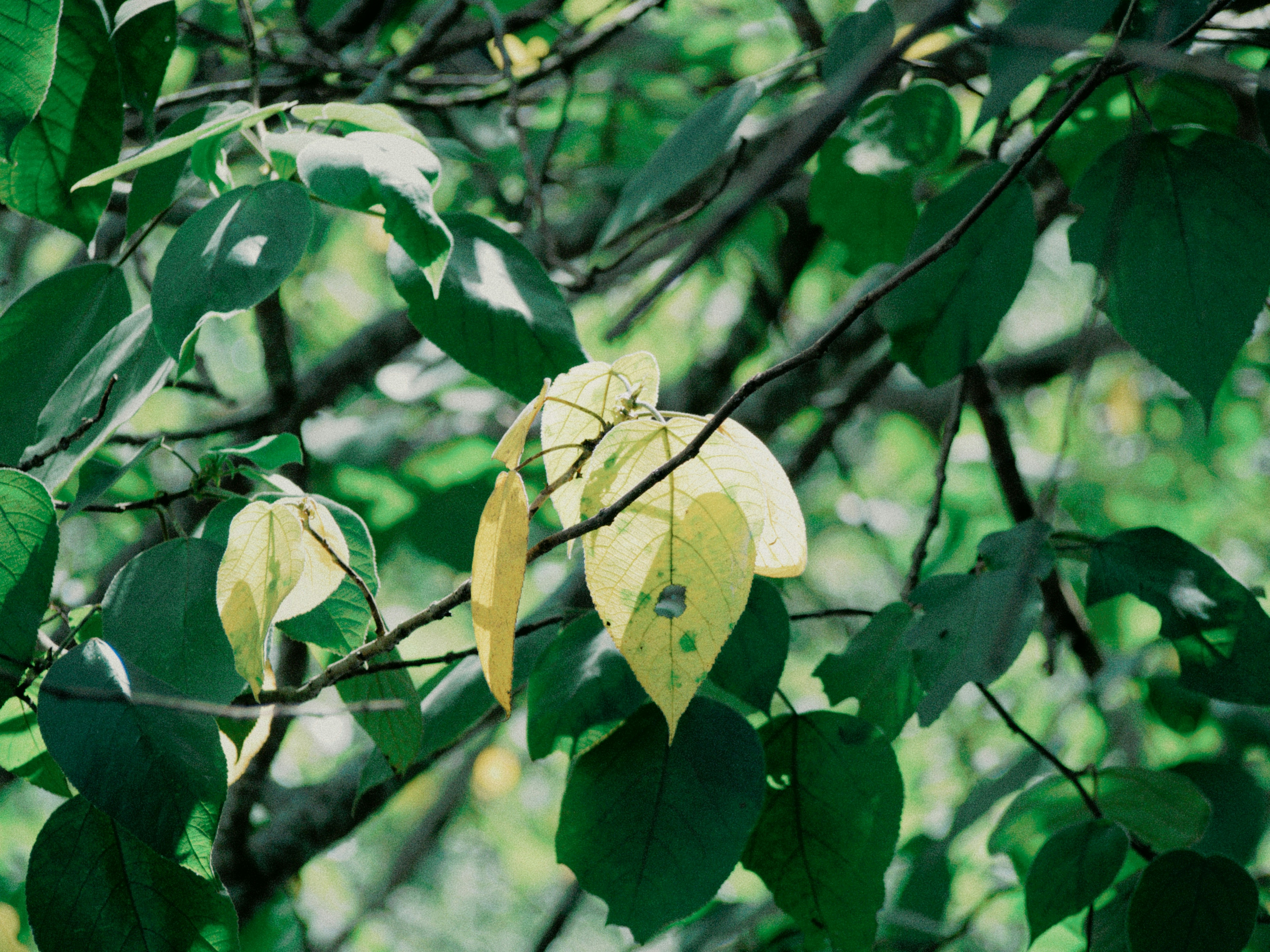 A Quiet Spotlight: A Single Yellow Leaf Emerges Among Verdant Green