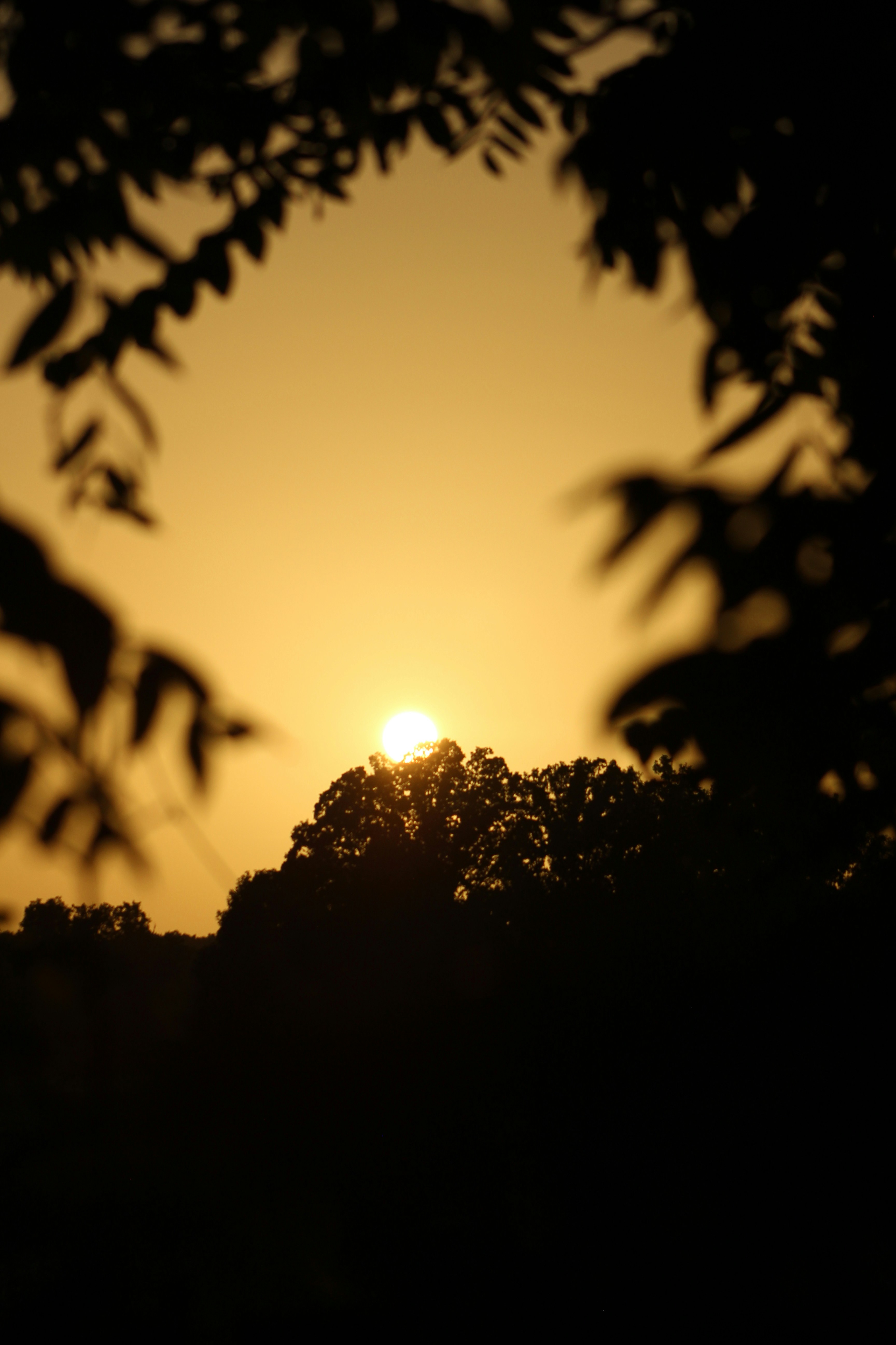 Sunlit silhouette: the sun sinking behind a forest canopy