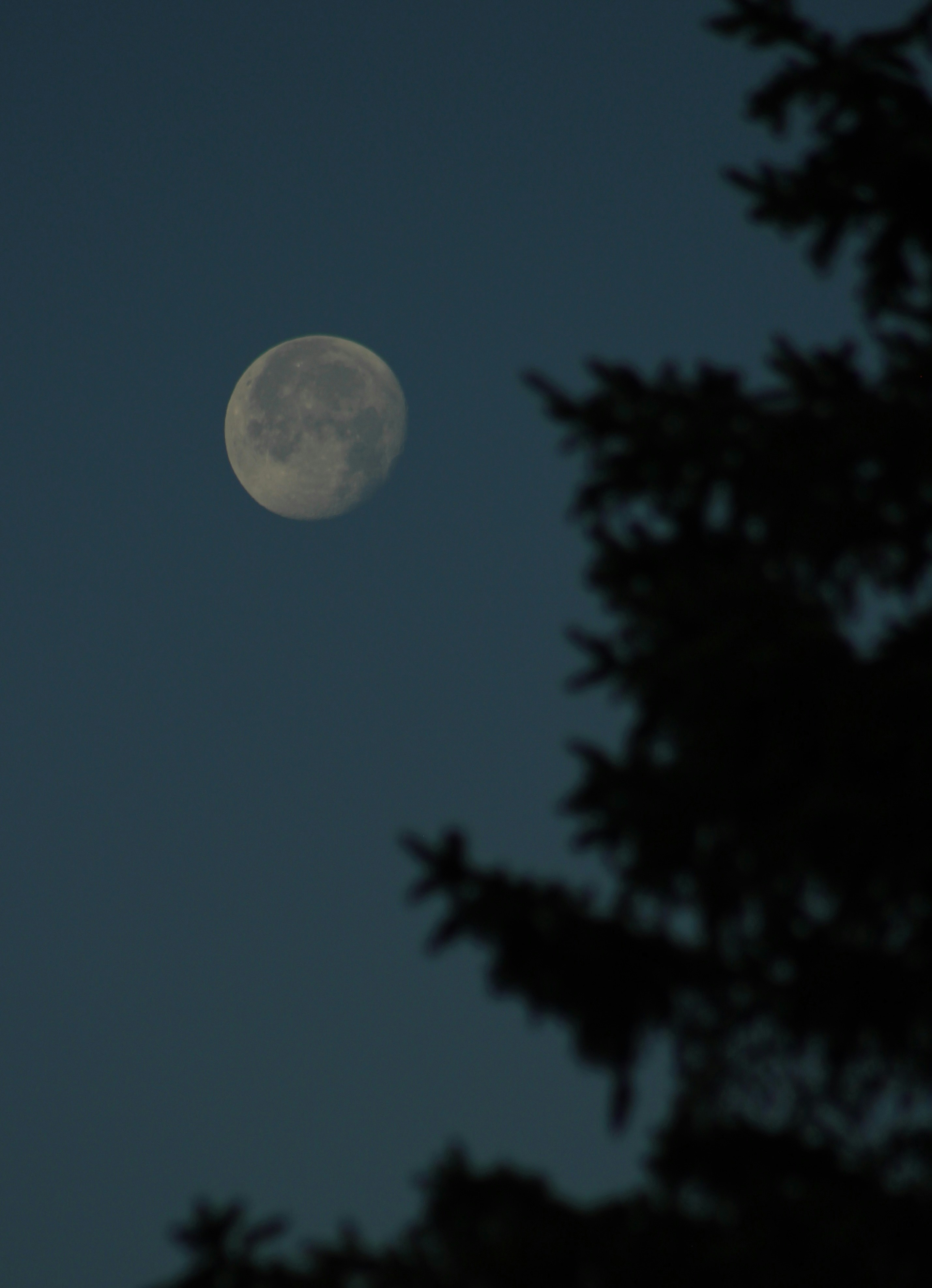 Lone Moon Over Silent Pines