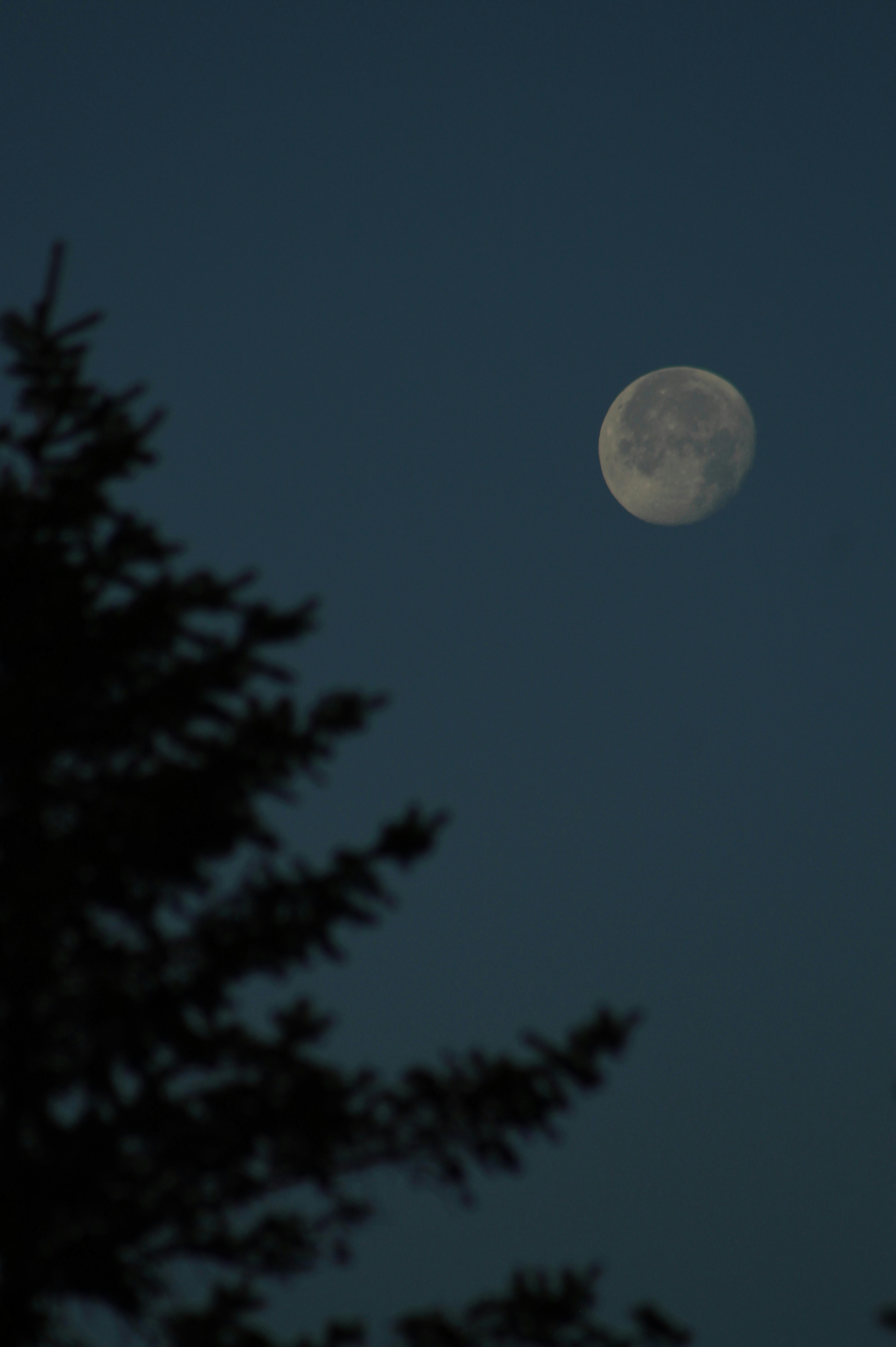 Luna Over Pines: A Quiet Night Frame