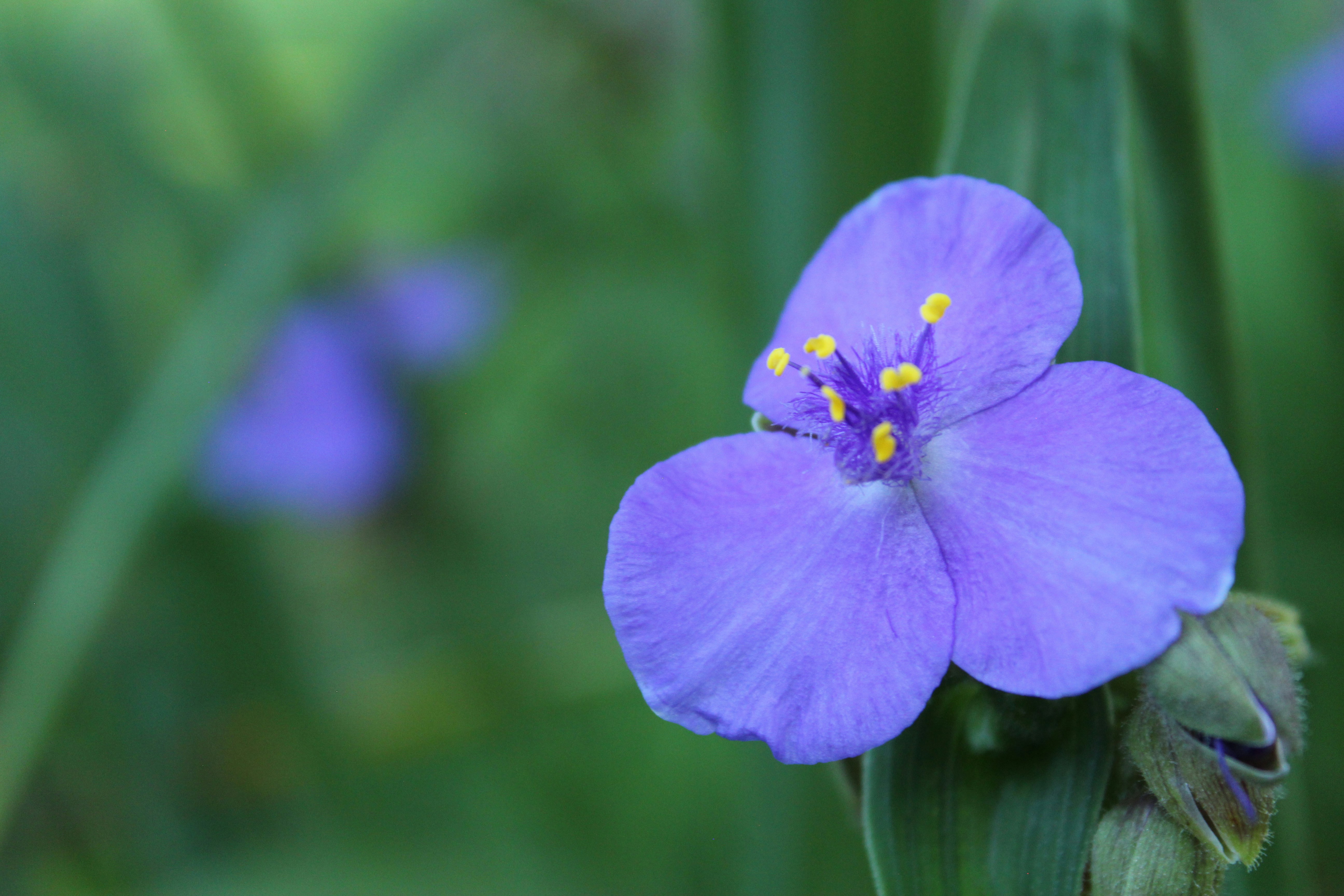 Azure Bloom in Focus: Blue Lobelia Framed by Green Veil