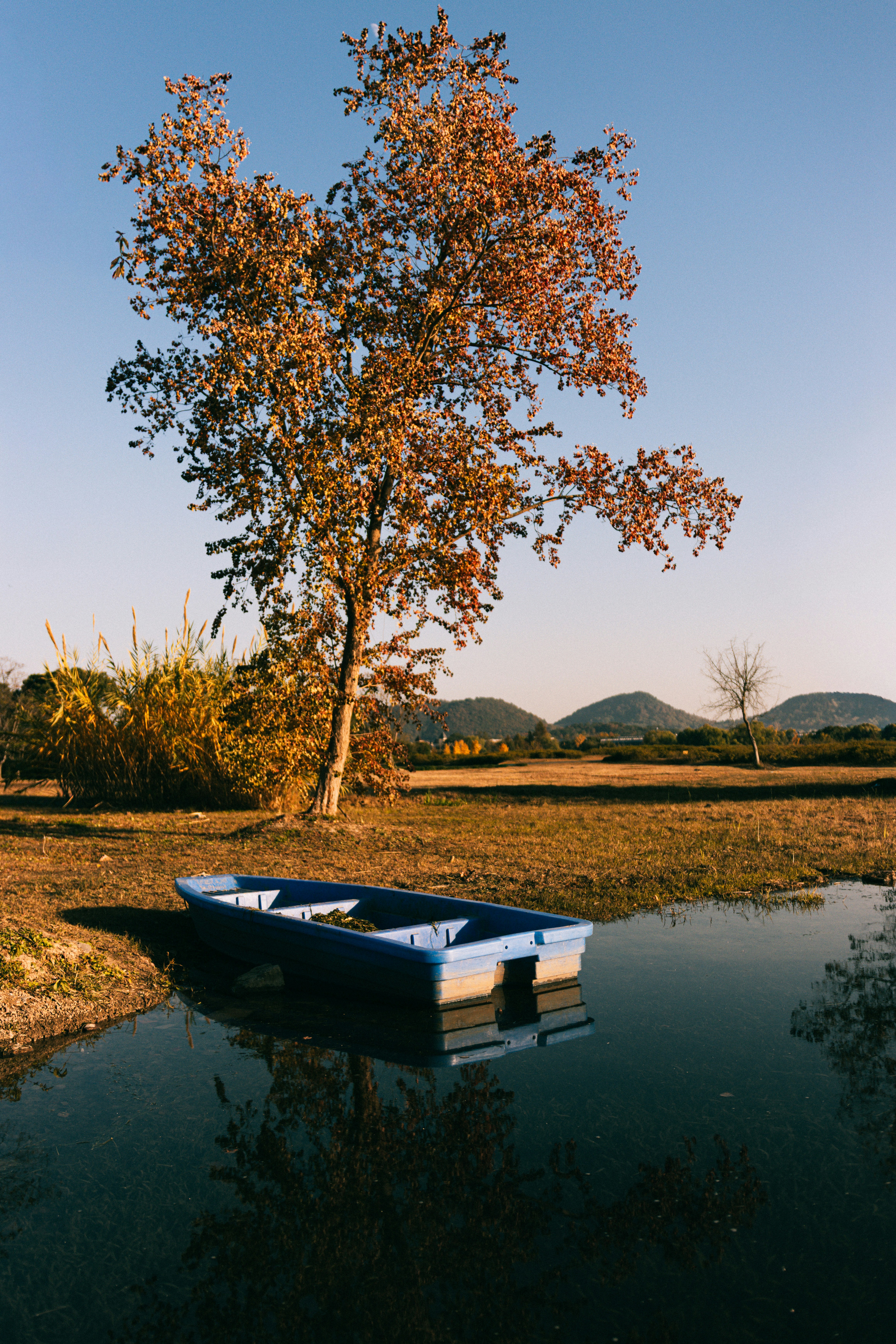 Blue rowboat rests in a still lake at the foot of an autumn tree, with golden fields and distant hills under a clear blue sky.