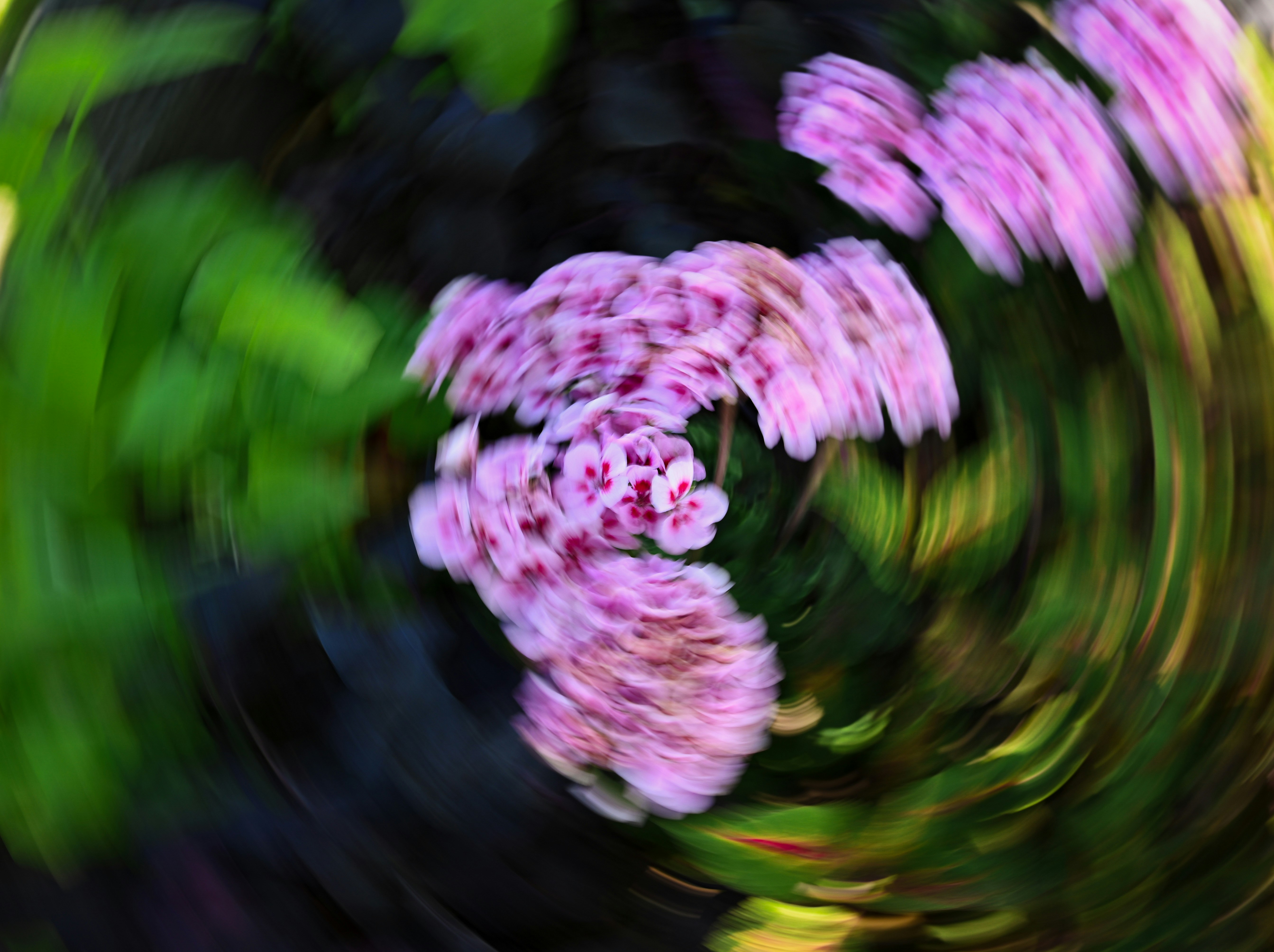 Whirling Pink Crowns: A Close-Up Bloom in a Vortex