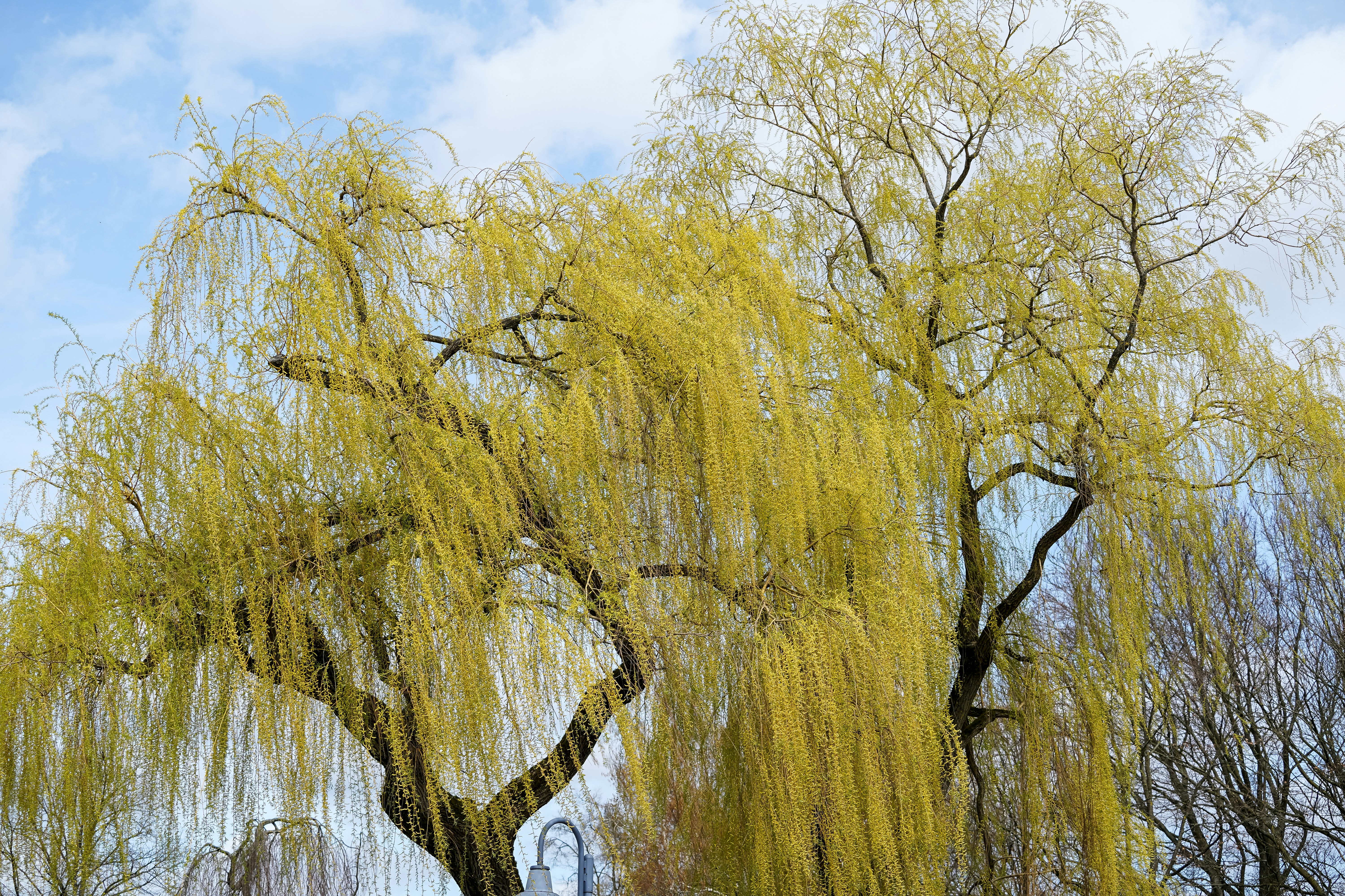 Golden Willows Over a Sunlit Canopy