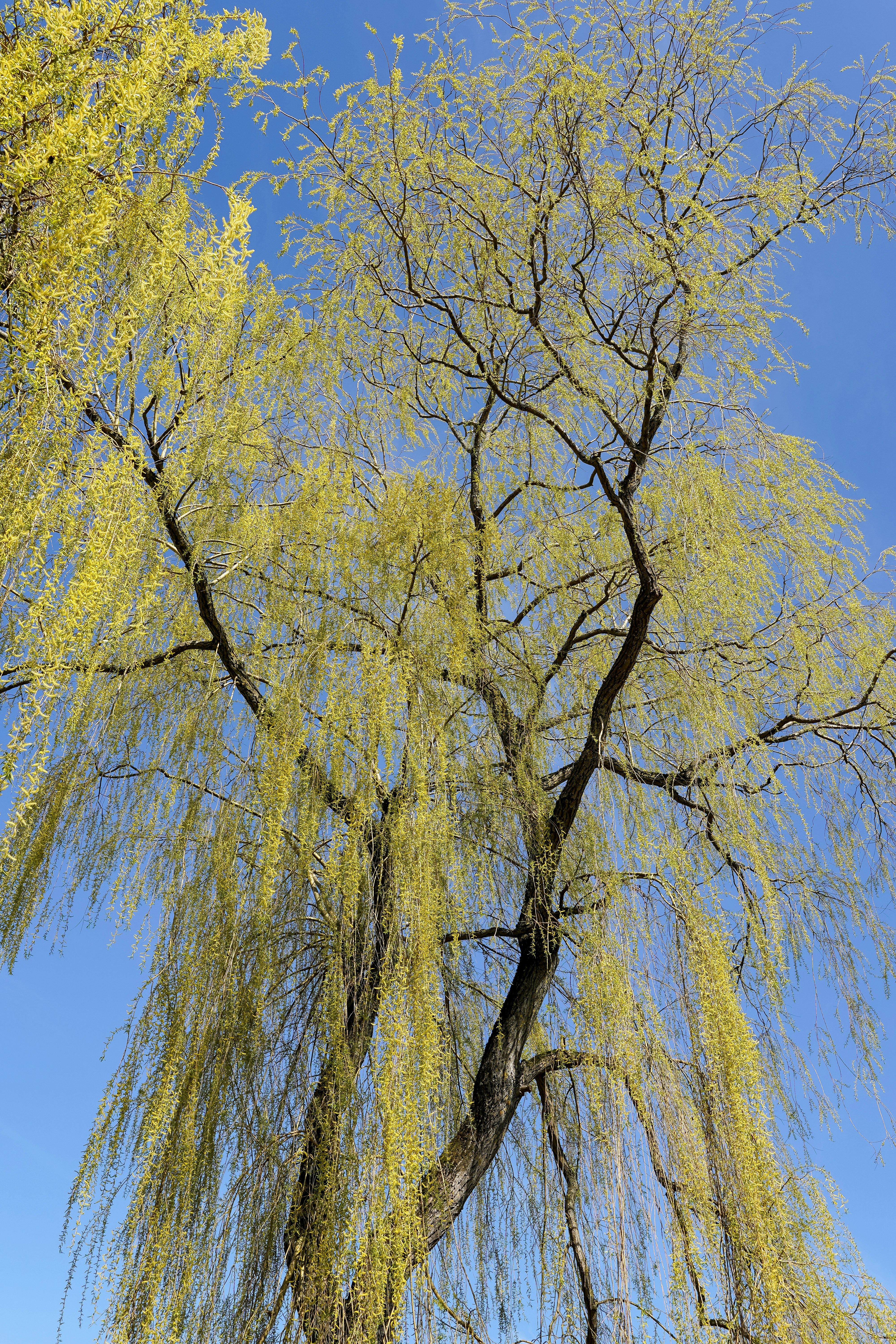 Willow in Blue: A Cascade of Dainty Golden Tresses Against Bright Sky