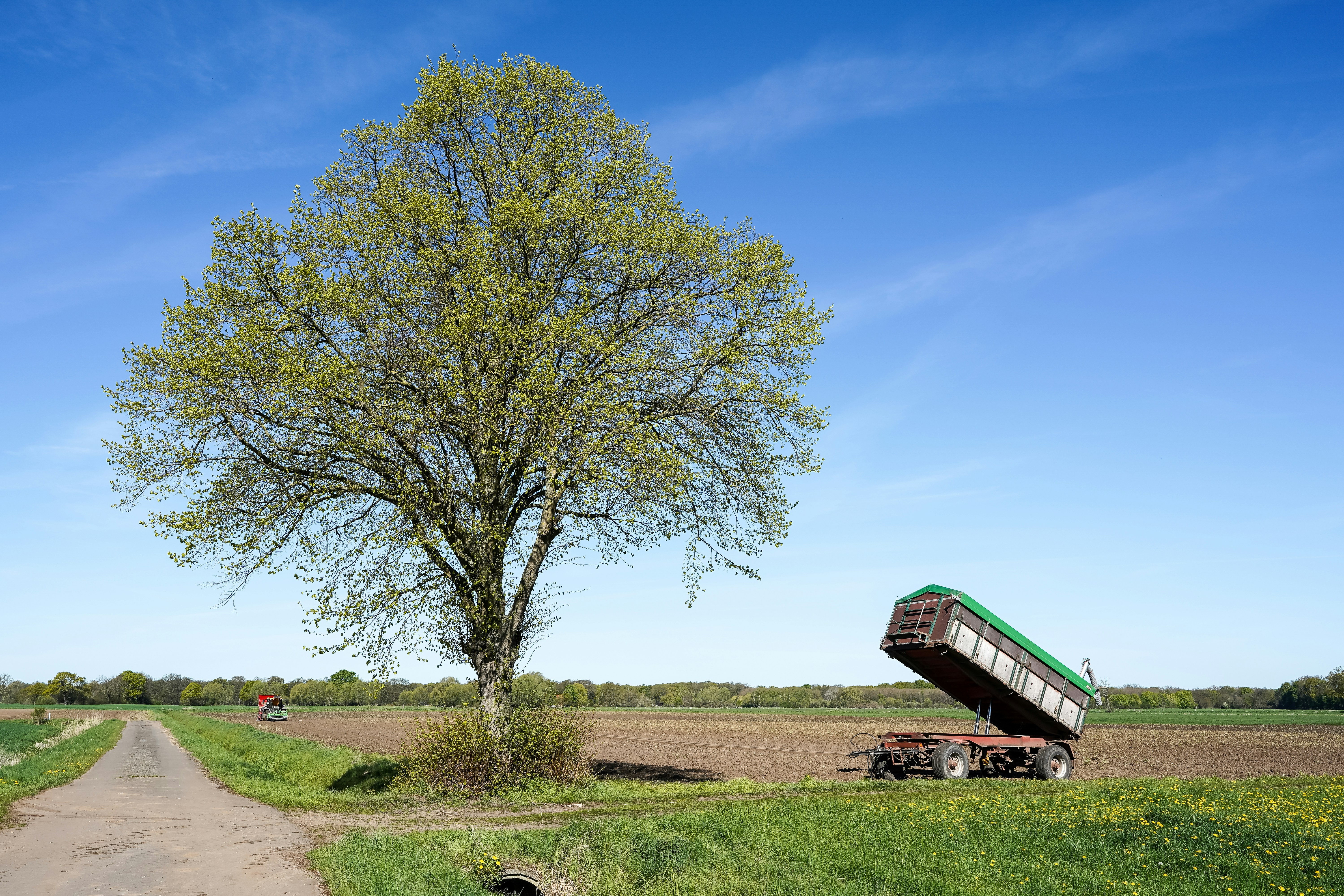 Lone Tree with Dumpsite Panorama