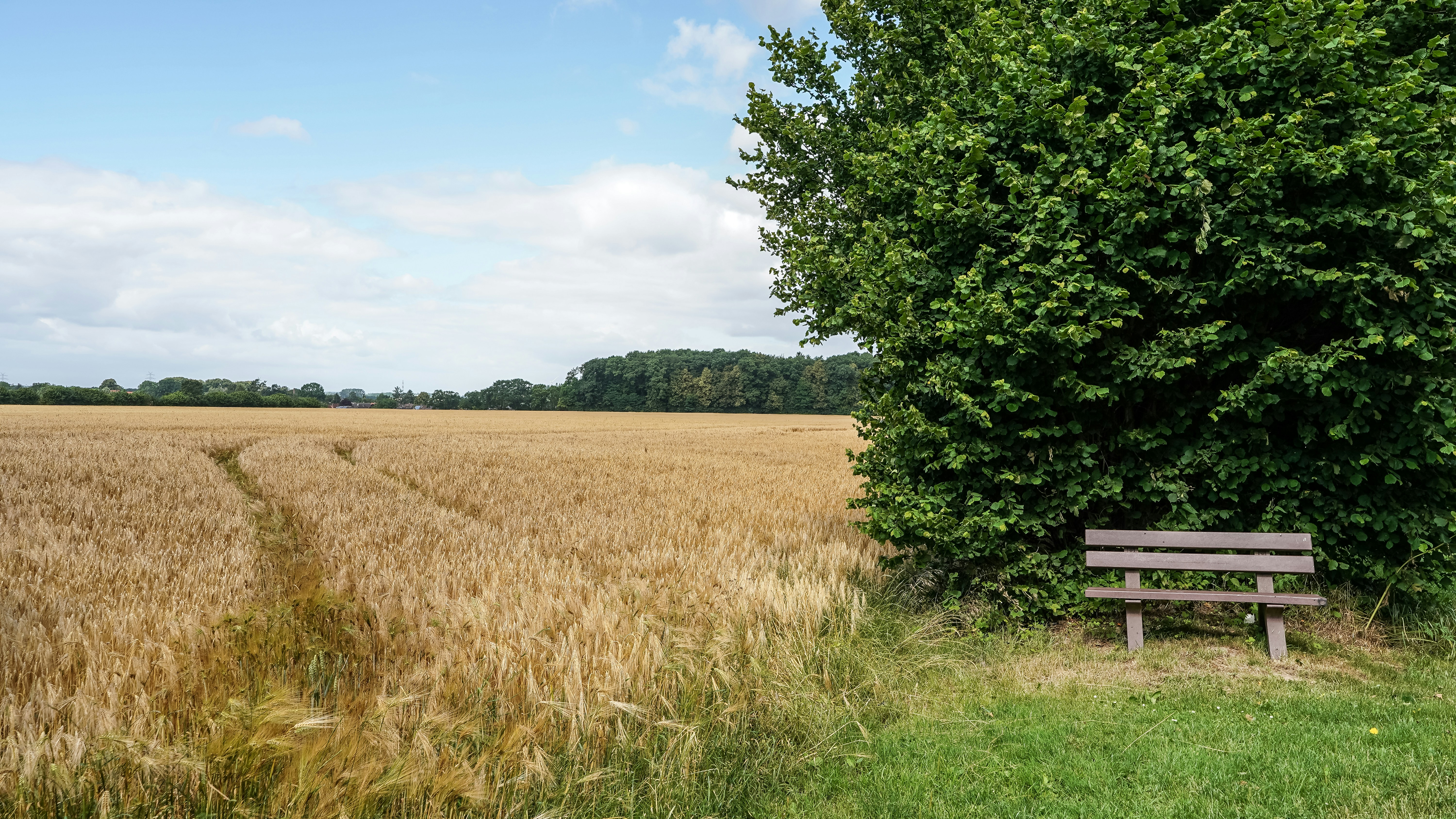 Silent Bench Beside the Wheat Field