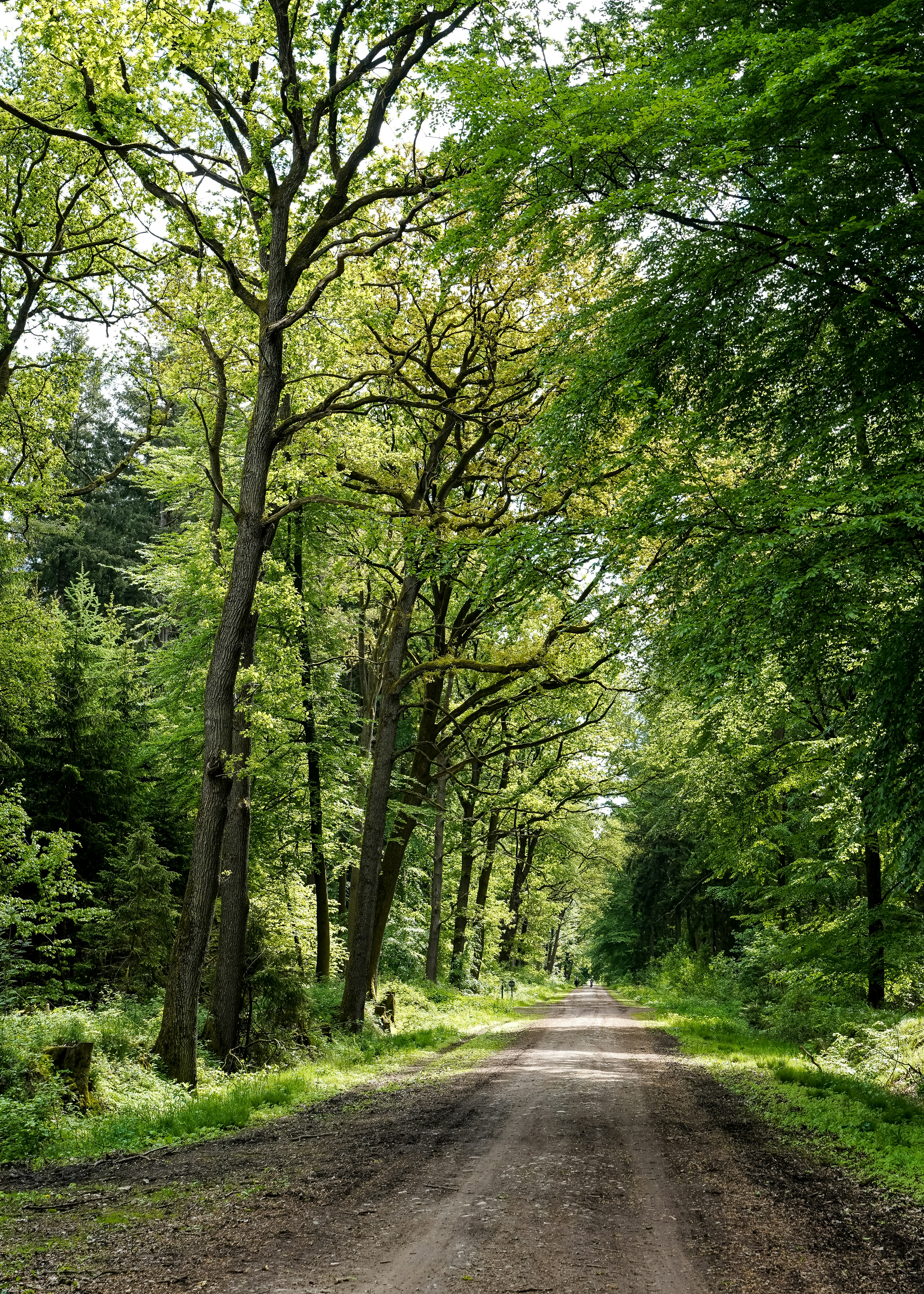 A Tree-Canopy Road: Sunlit Forest Path Framed by Tall Trunks