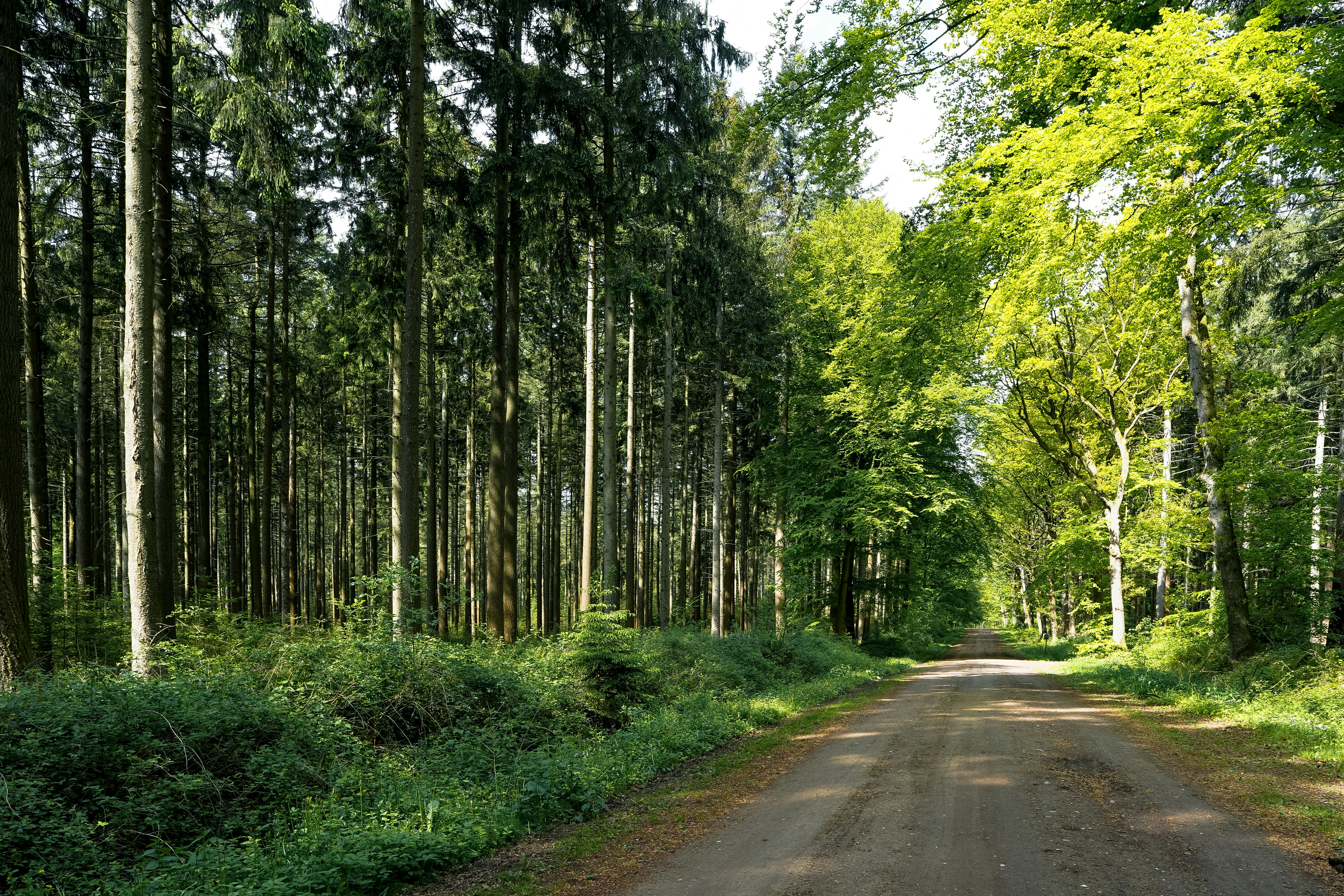 Verdant Avenue: Sunlit Forest Path Framed by Towering Pines