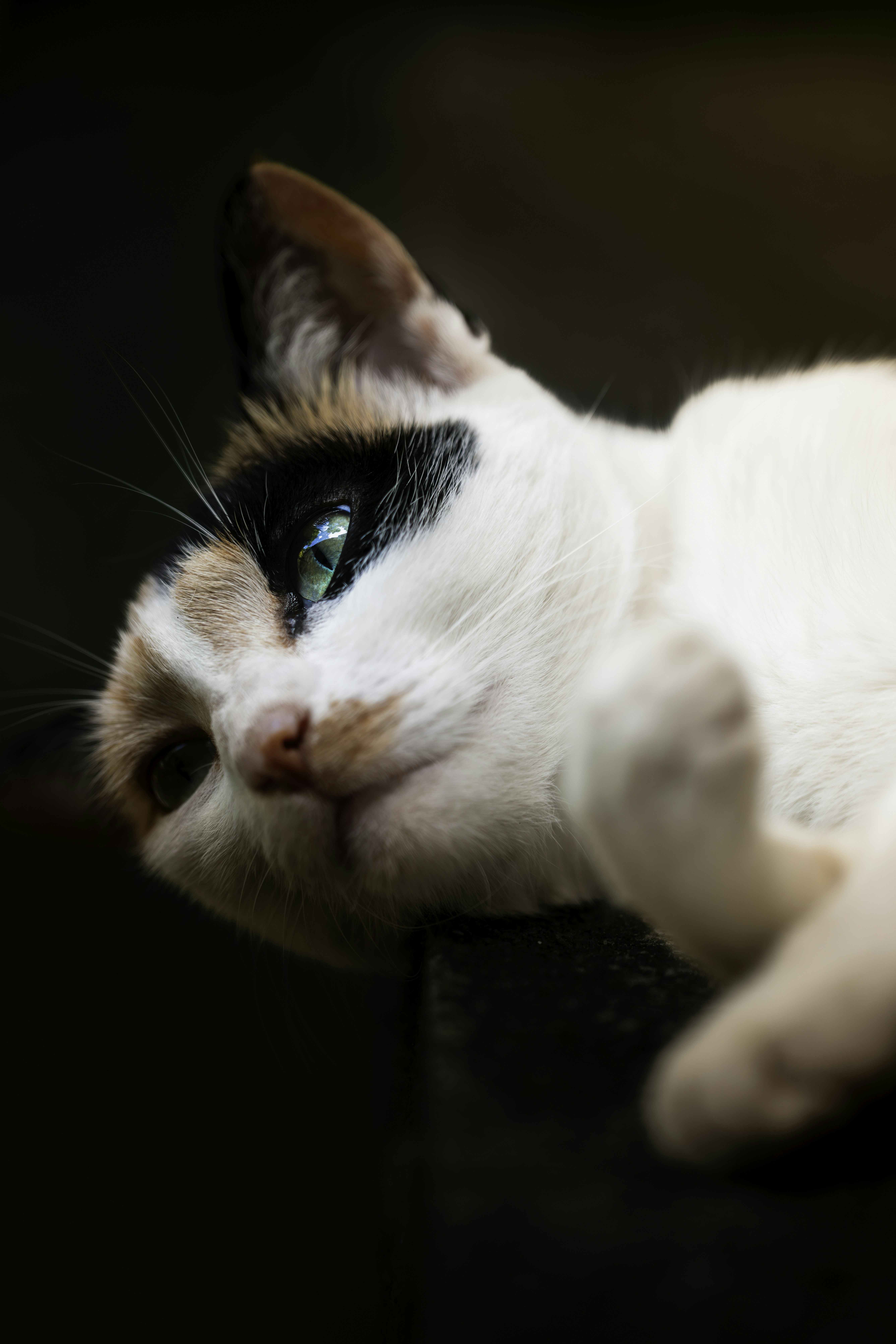 Green-glint Gaze: A Calico Cat in Soft Focus on a Quiet Ledge
