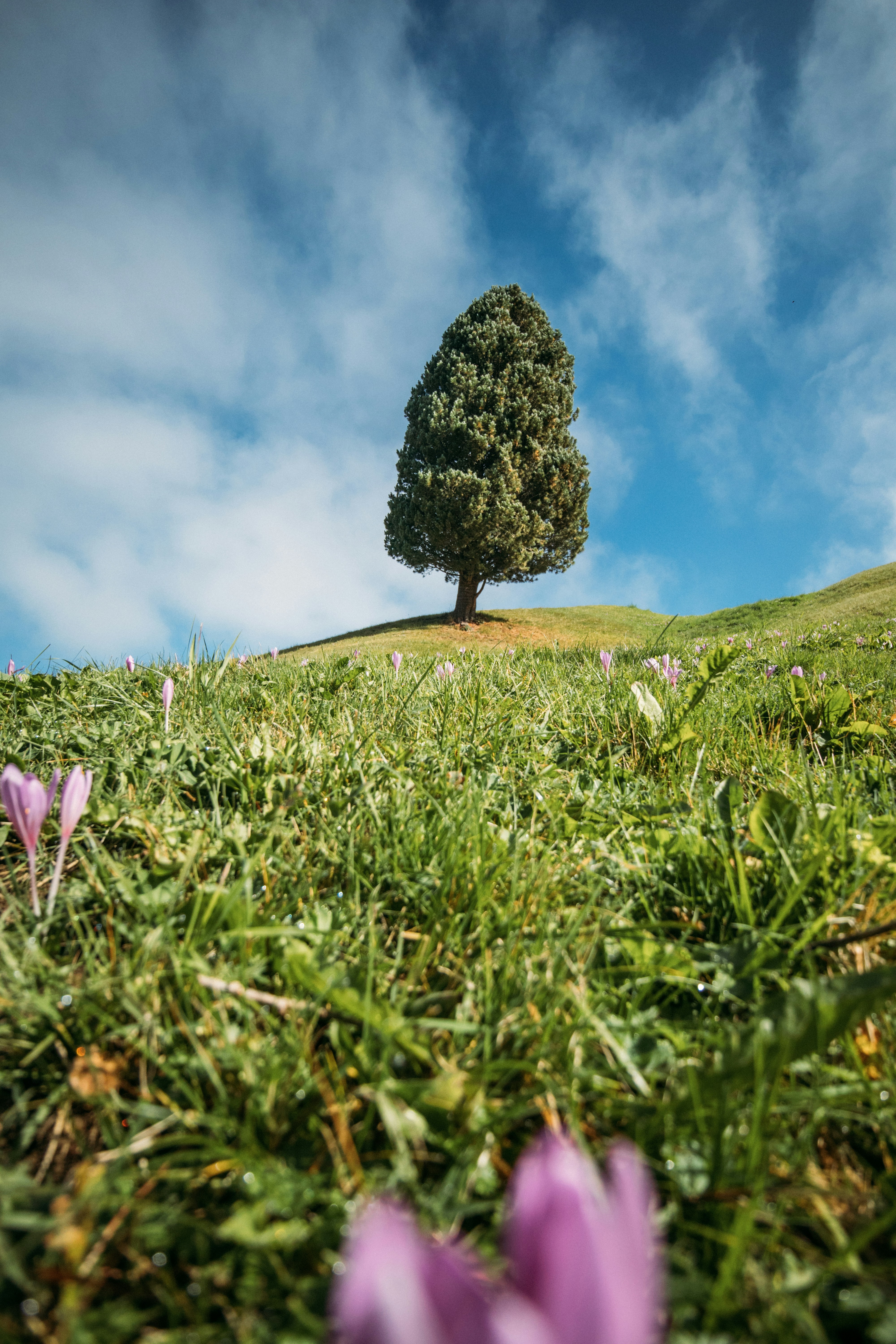  lone cedar on a grassy hill under a bright sky