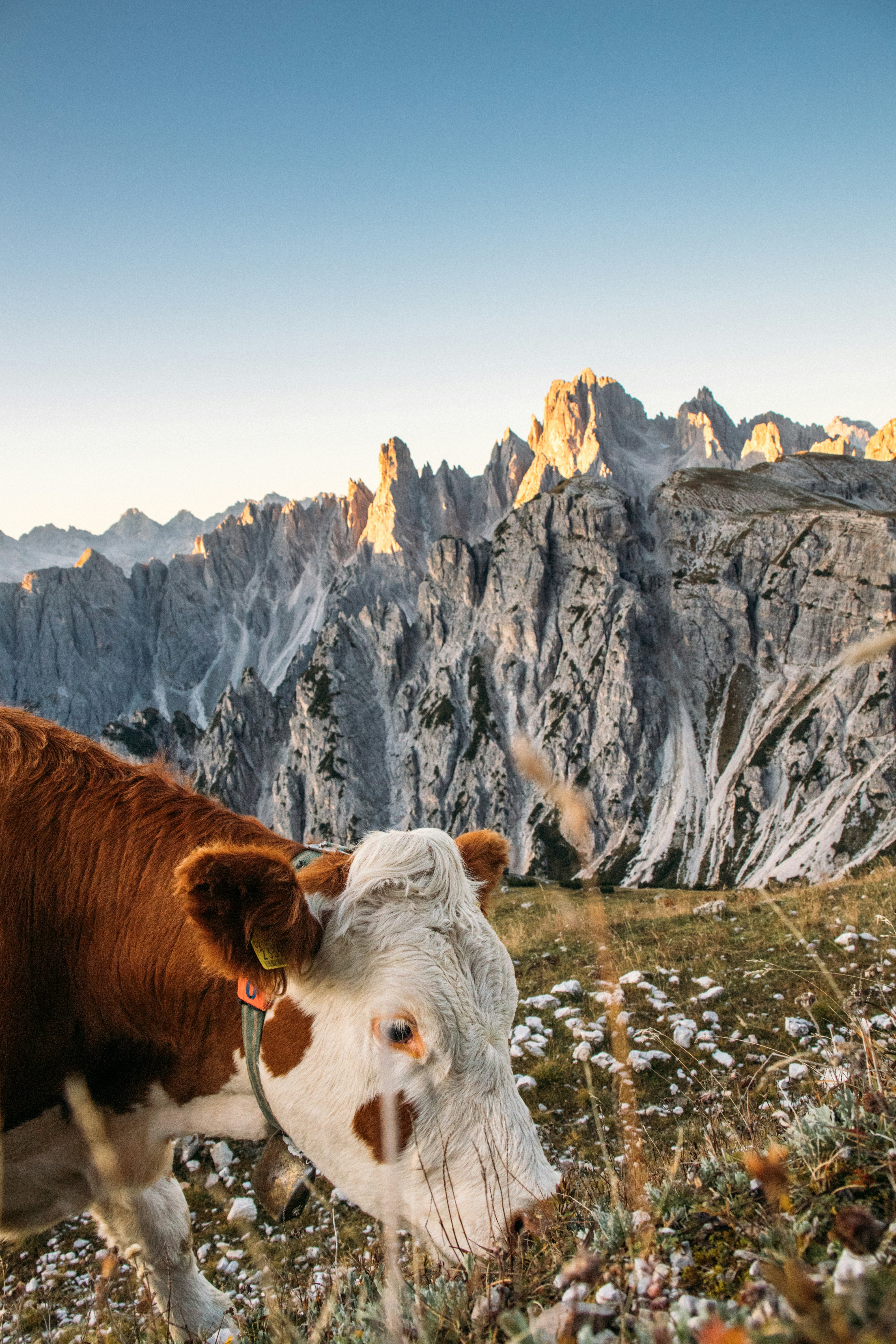 Pasture Peace: A Cow in the Shadow of Craggy Peaks