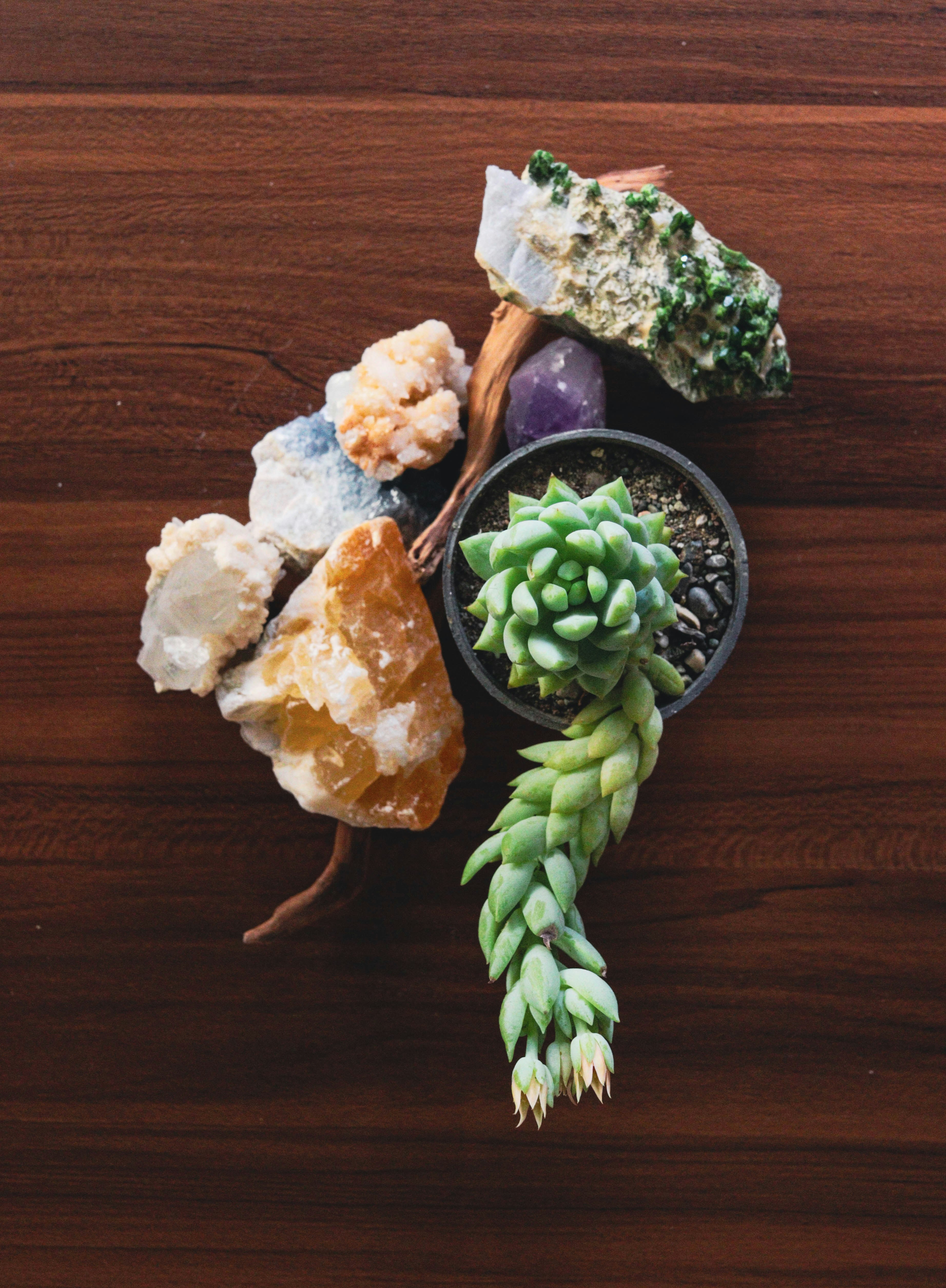 Trailing succulent centerpiece among mineral accents