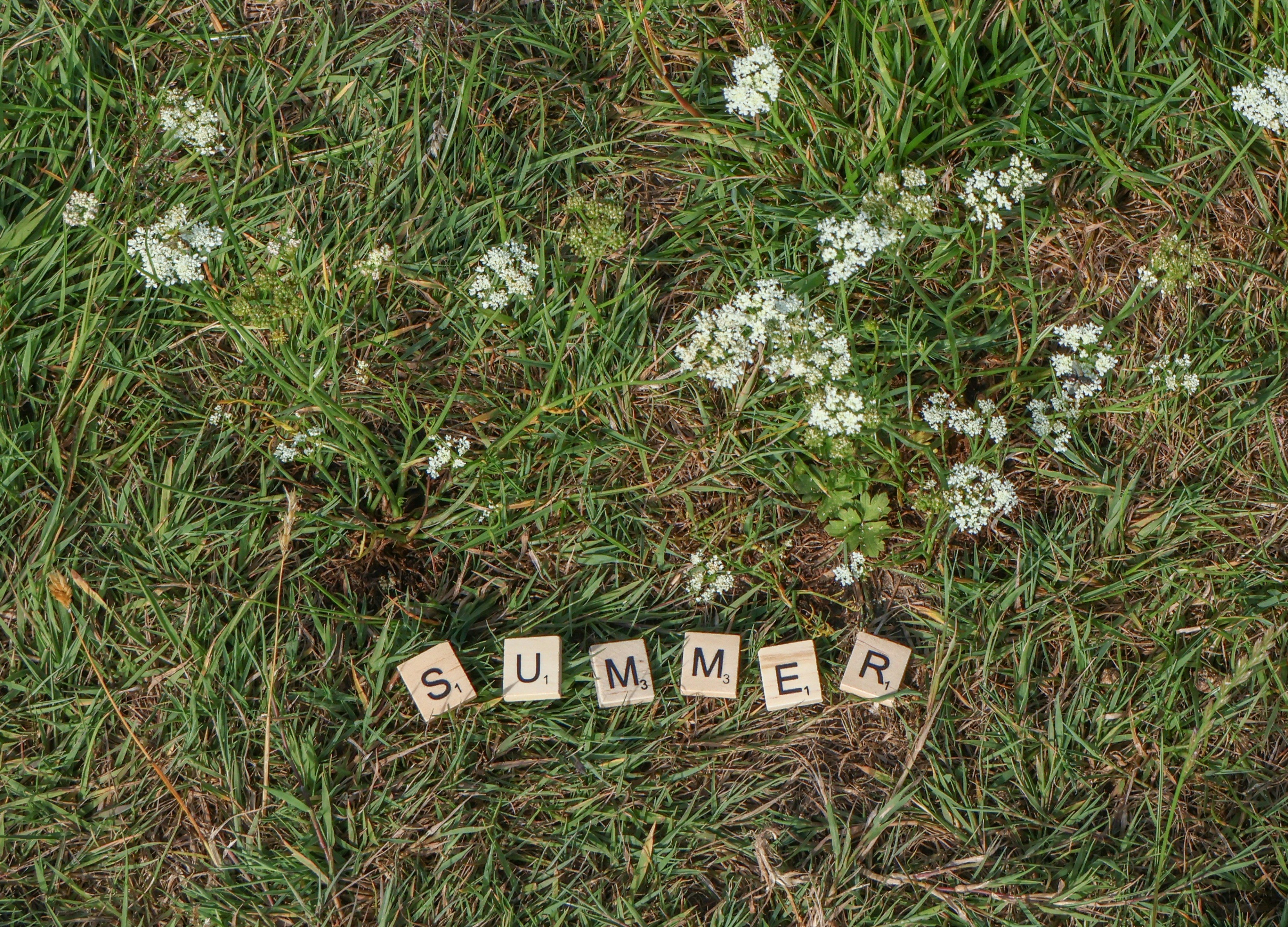 The word 'summer' spelled out in letter tiles, amongst delicate umbellifer flowers, in a grassy meadow near British woodland.