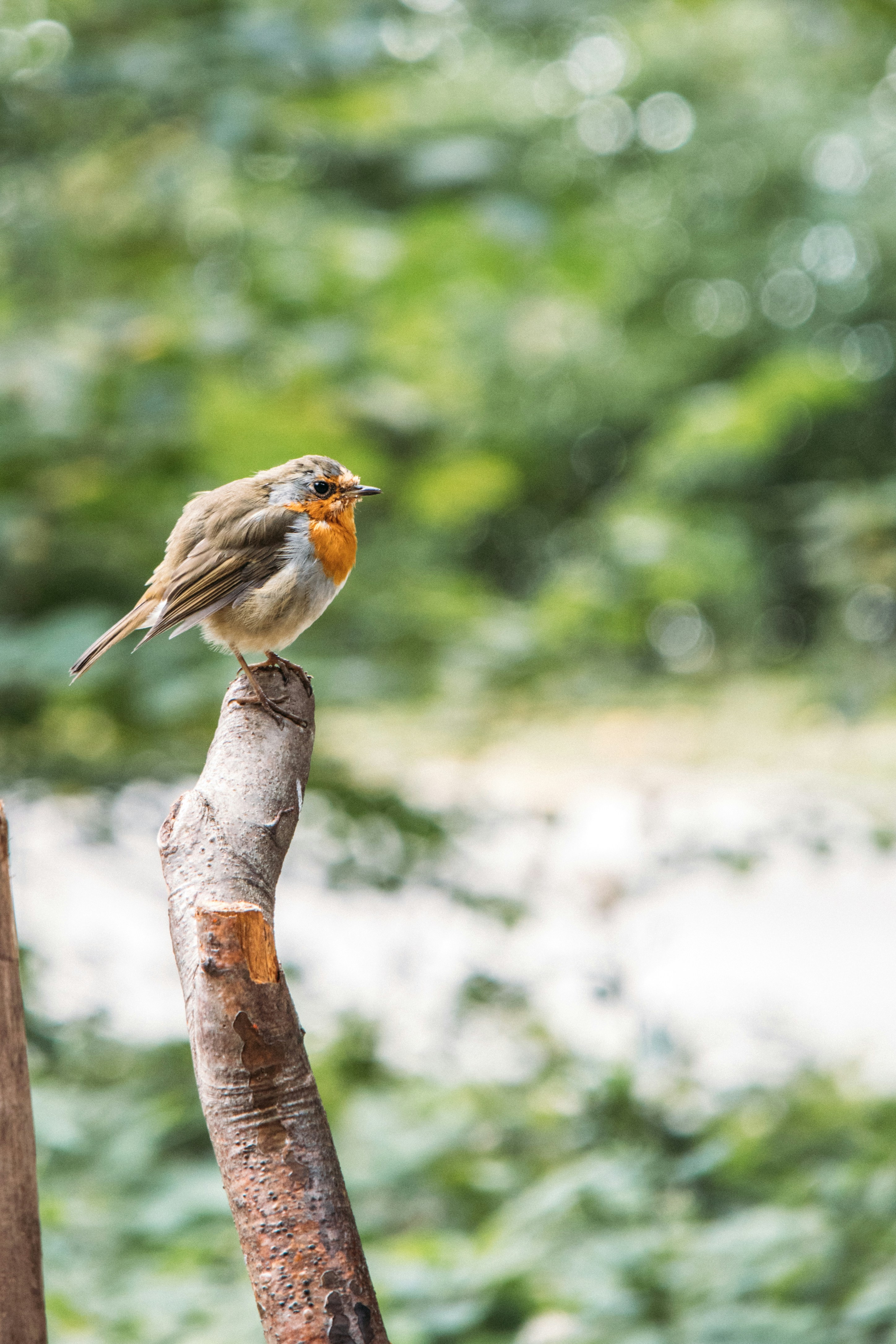 Robin on a Branch: A Quiet Moment in Dappled Light