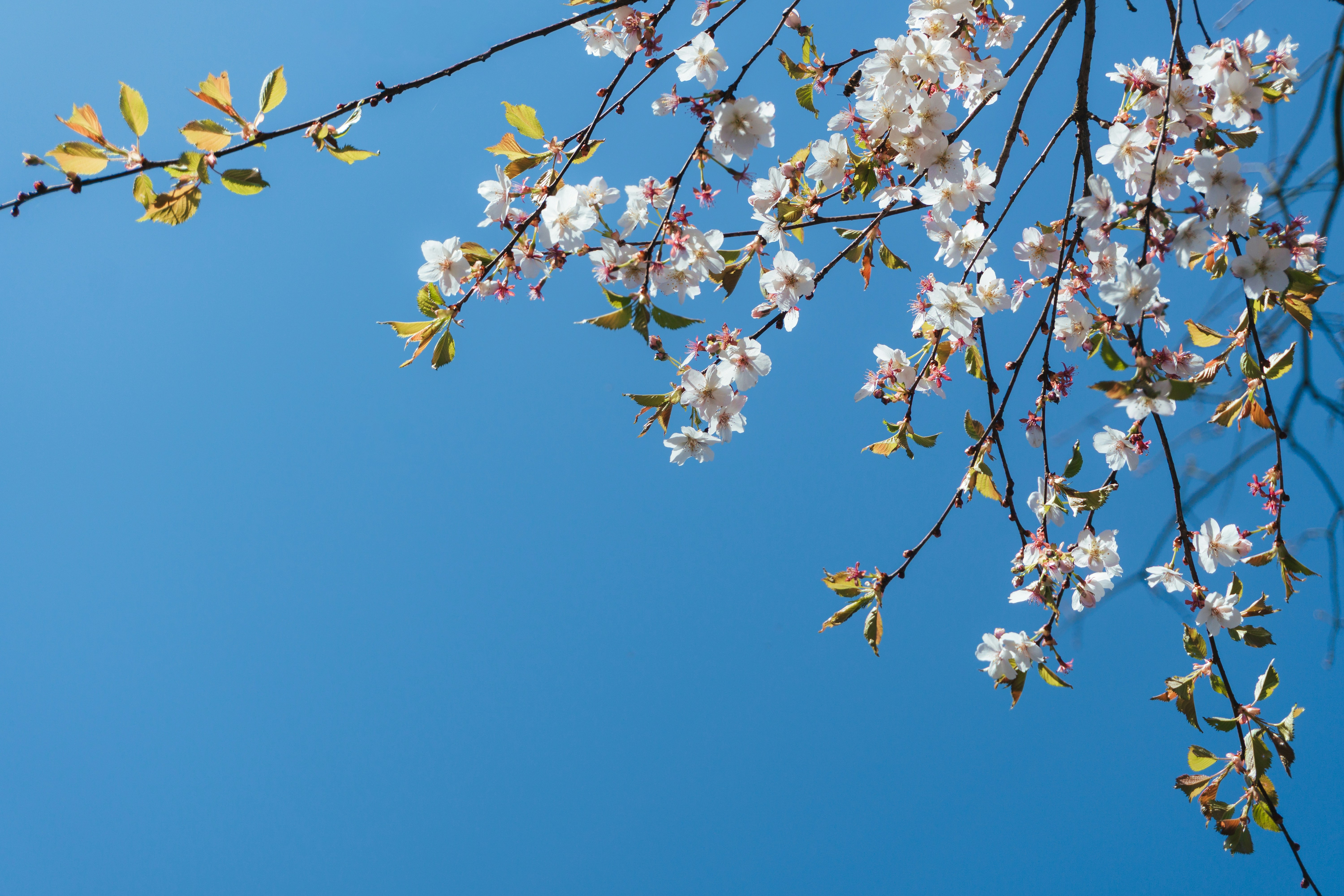 Blue Sky Bloom: Cherry Blossoms Framing a Clear Day