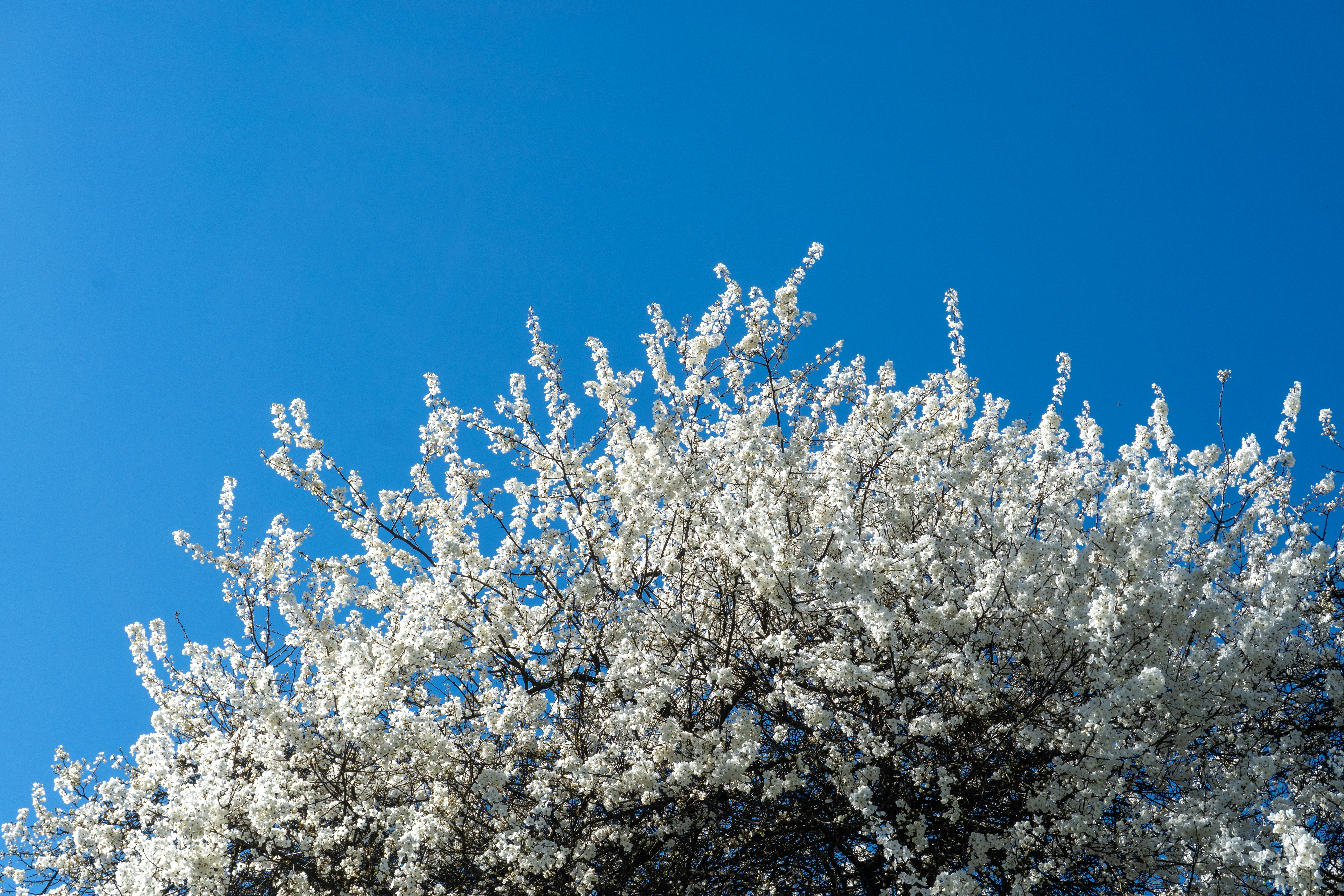 Blossom Crown Under a Pristine Blue Sky