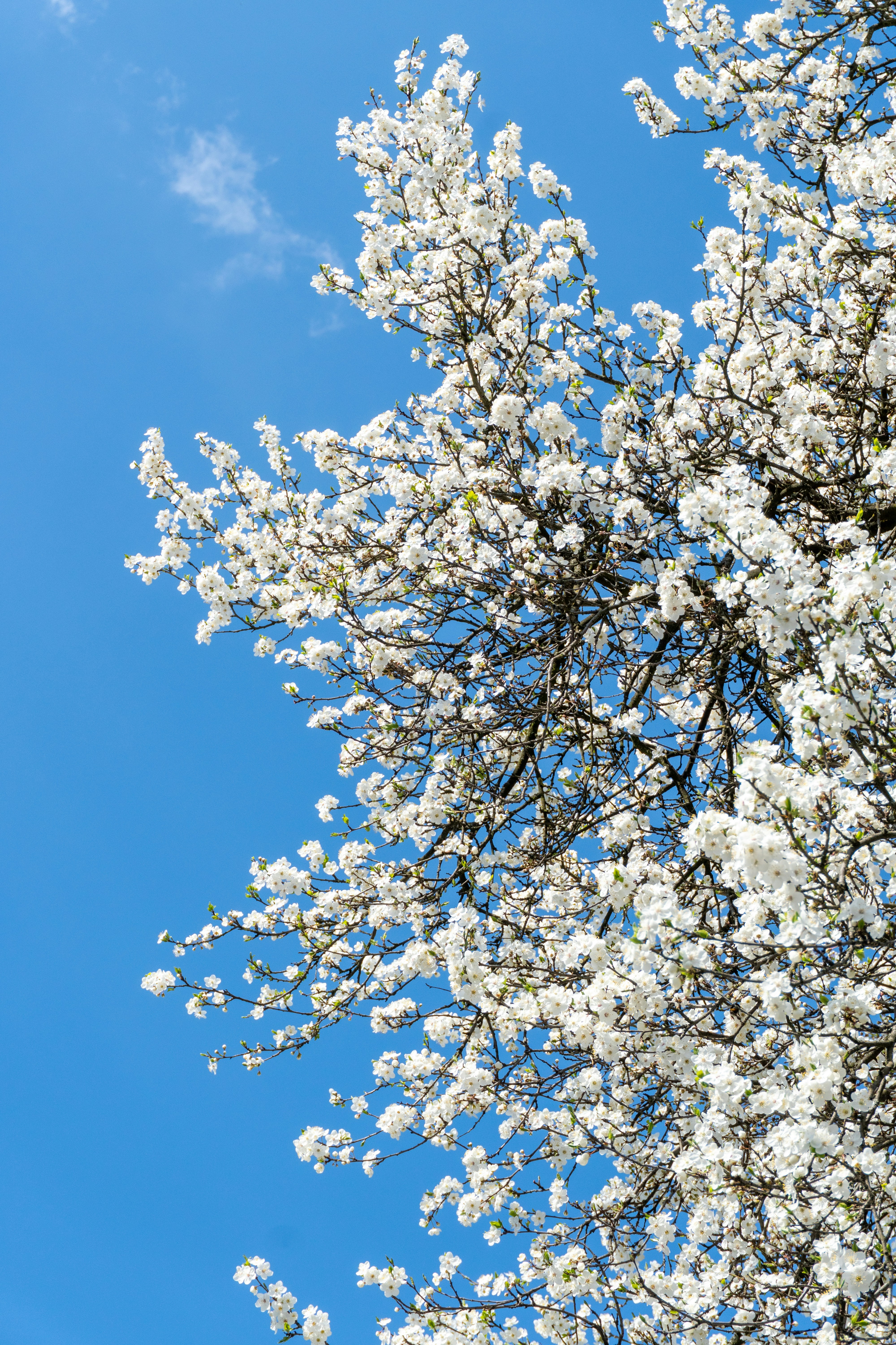 Blue Sky and White Blossoms: A Branch-Filled Sunlit Moment