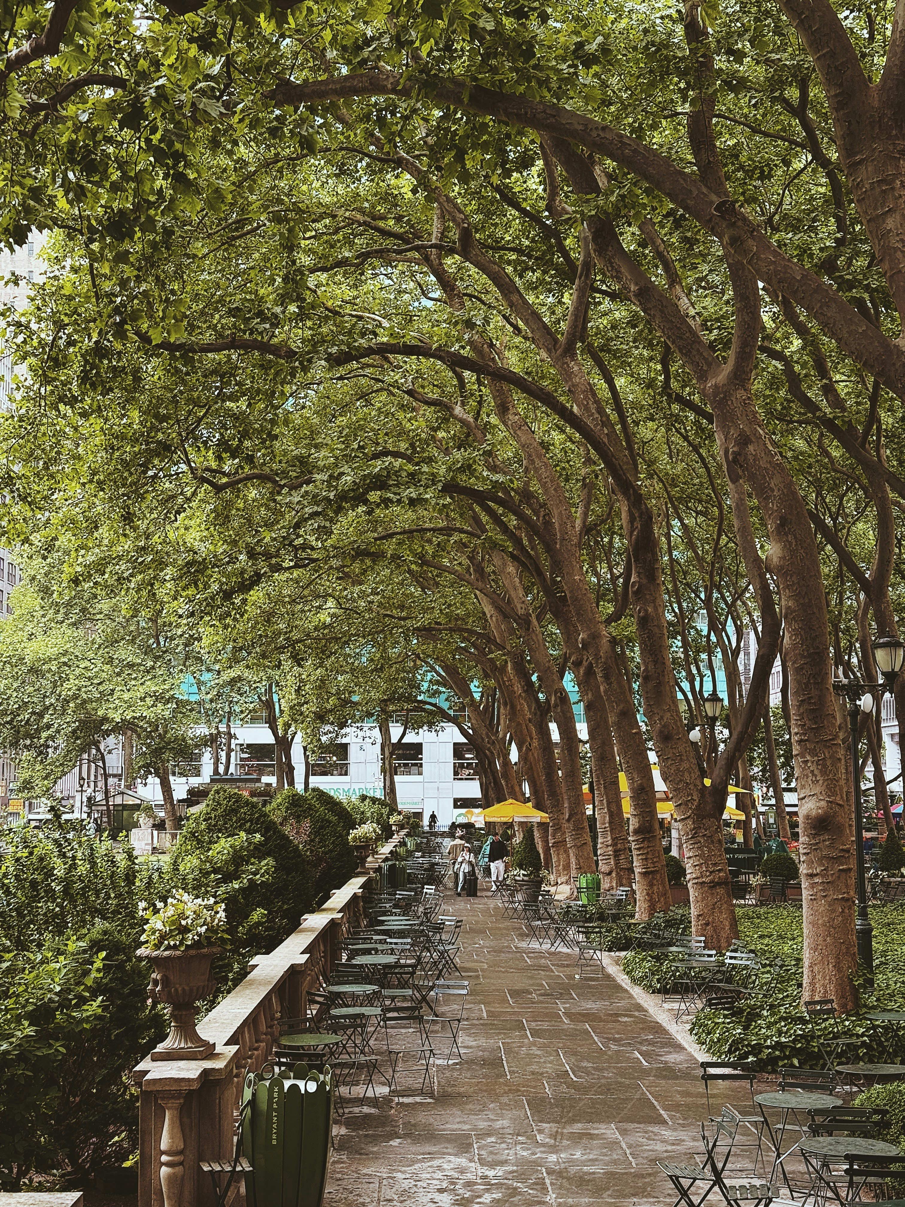 Canopy Row: A Quiet Urban Walk Beneath Verdant Arches