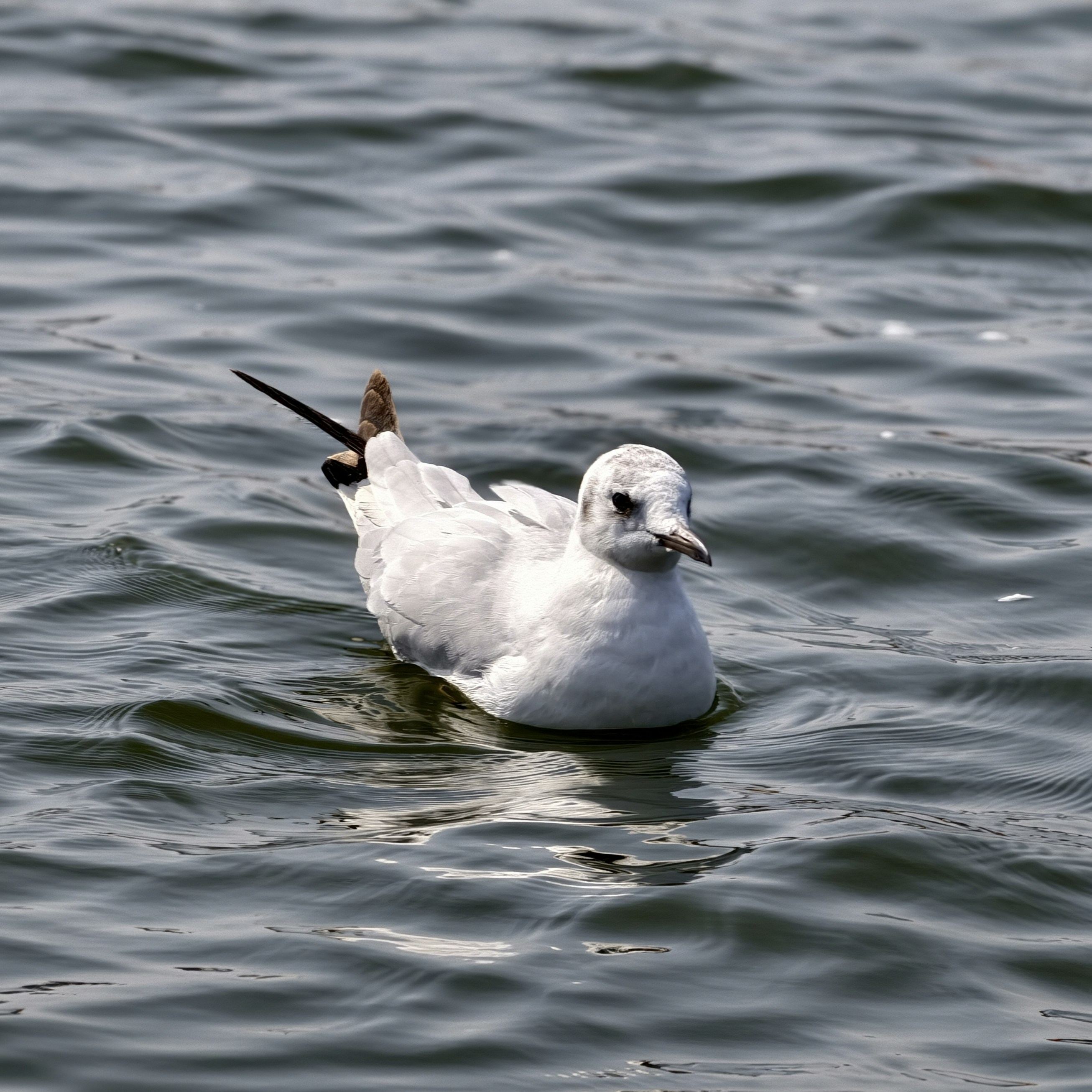 White Gull Adrift: A Quiet Moment on Rippling Sea