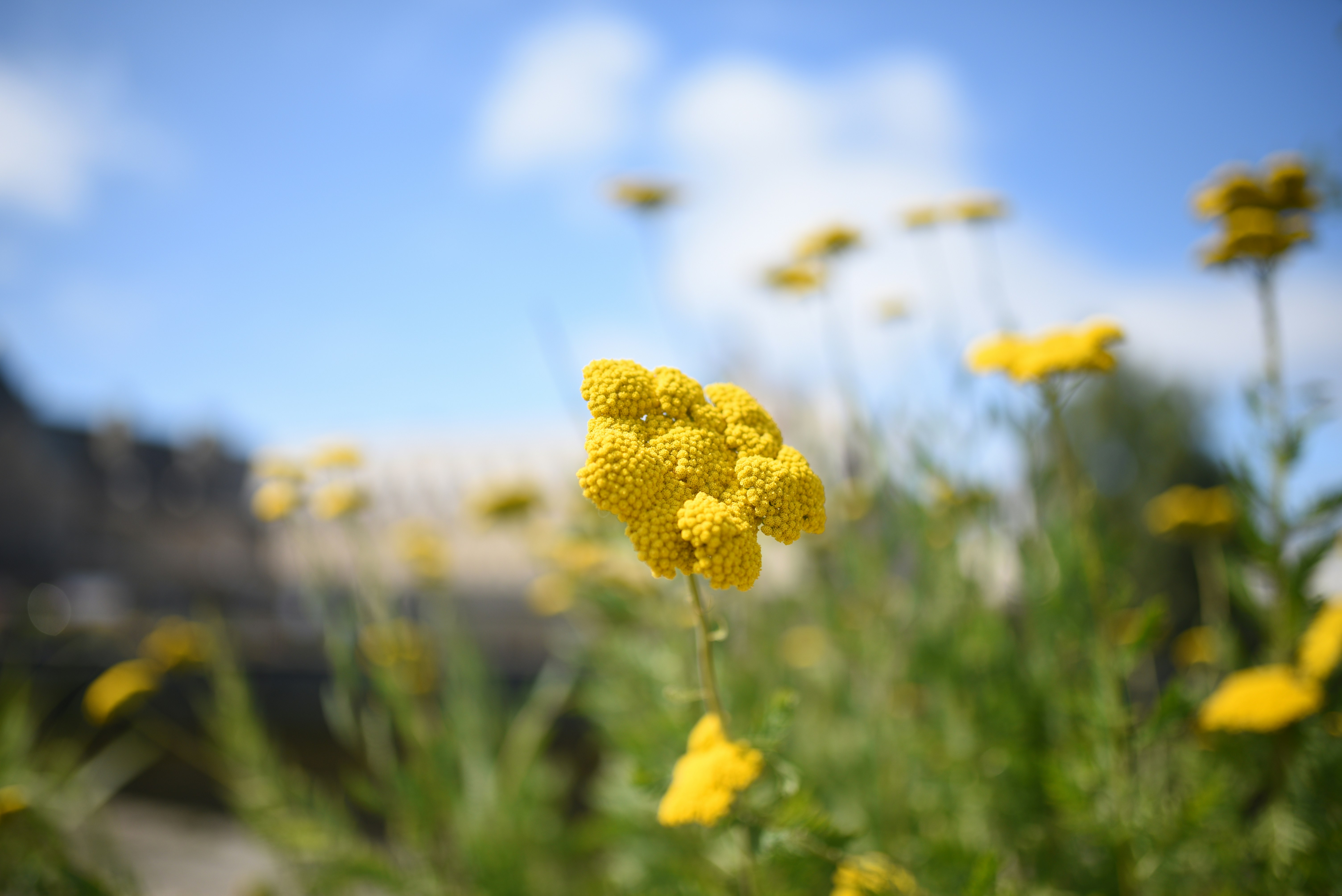 Central Yellow Bloom in a Sea of Sunshine
