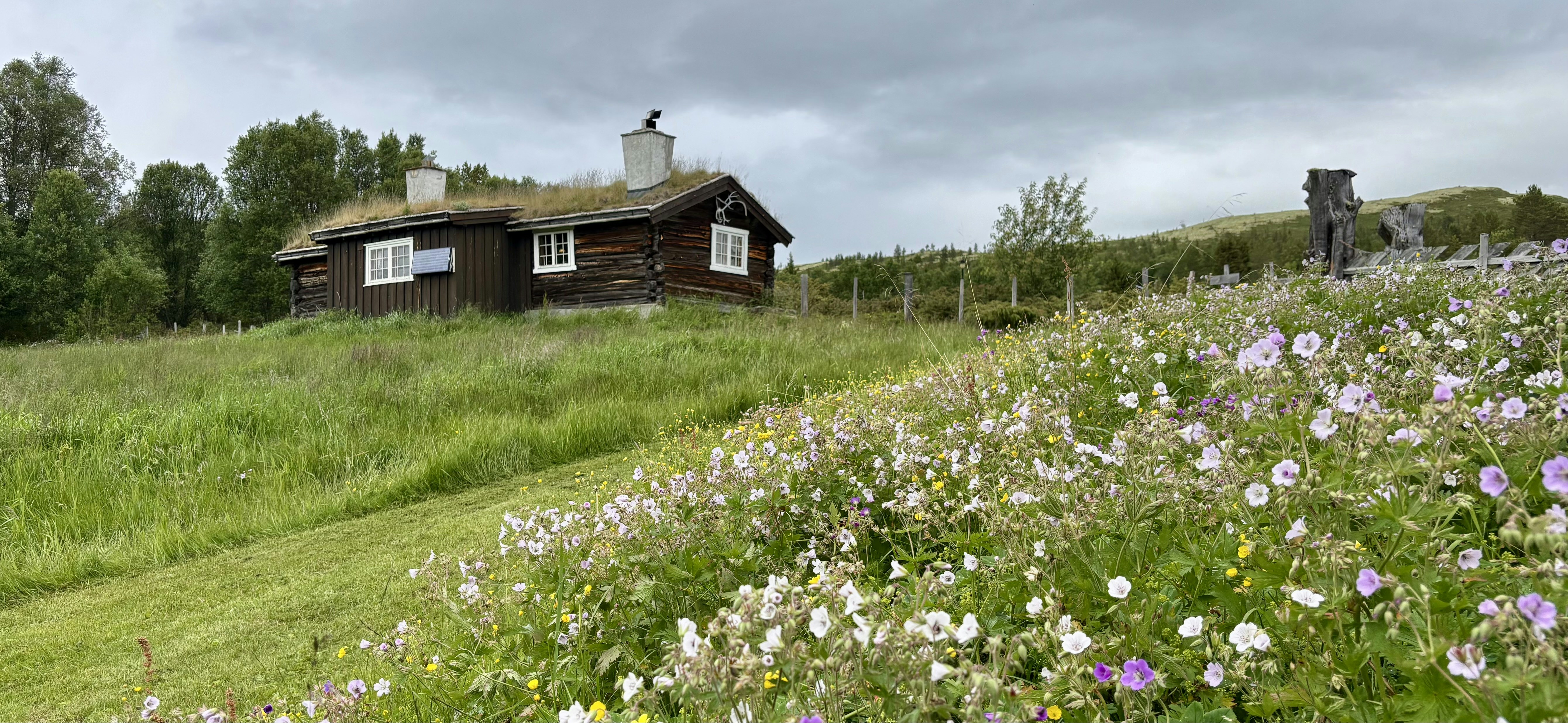 A rustic wooden cabin sits beside a slope of blooming flowers under a cloudy sky.