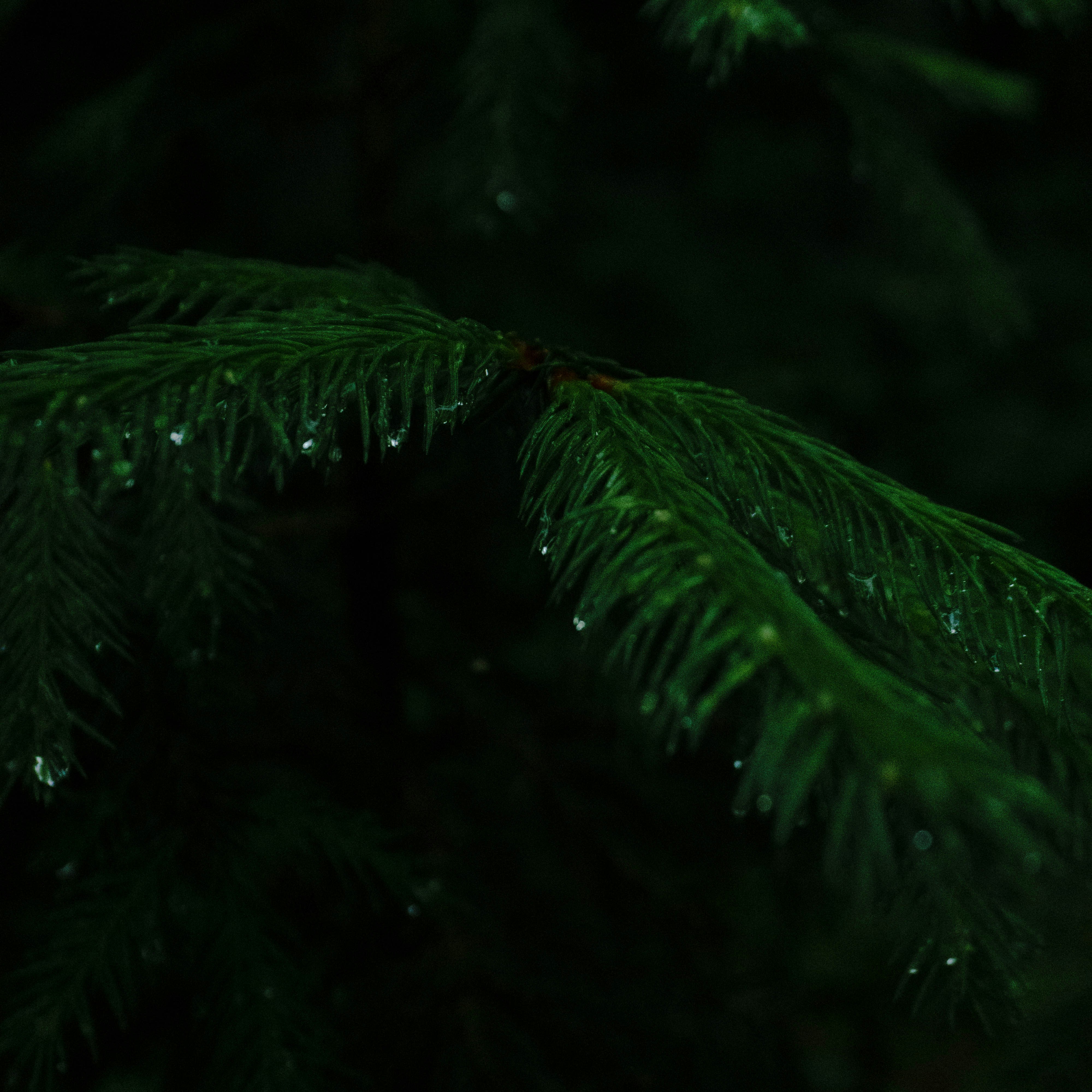 Whispered Pines in the Night Rain