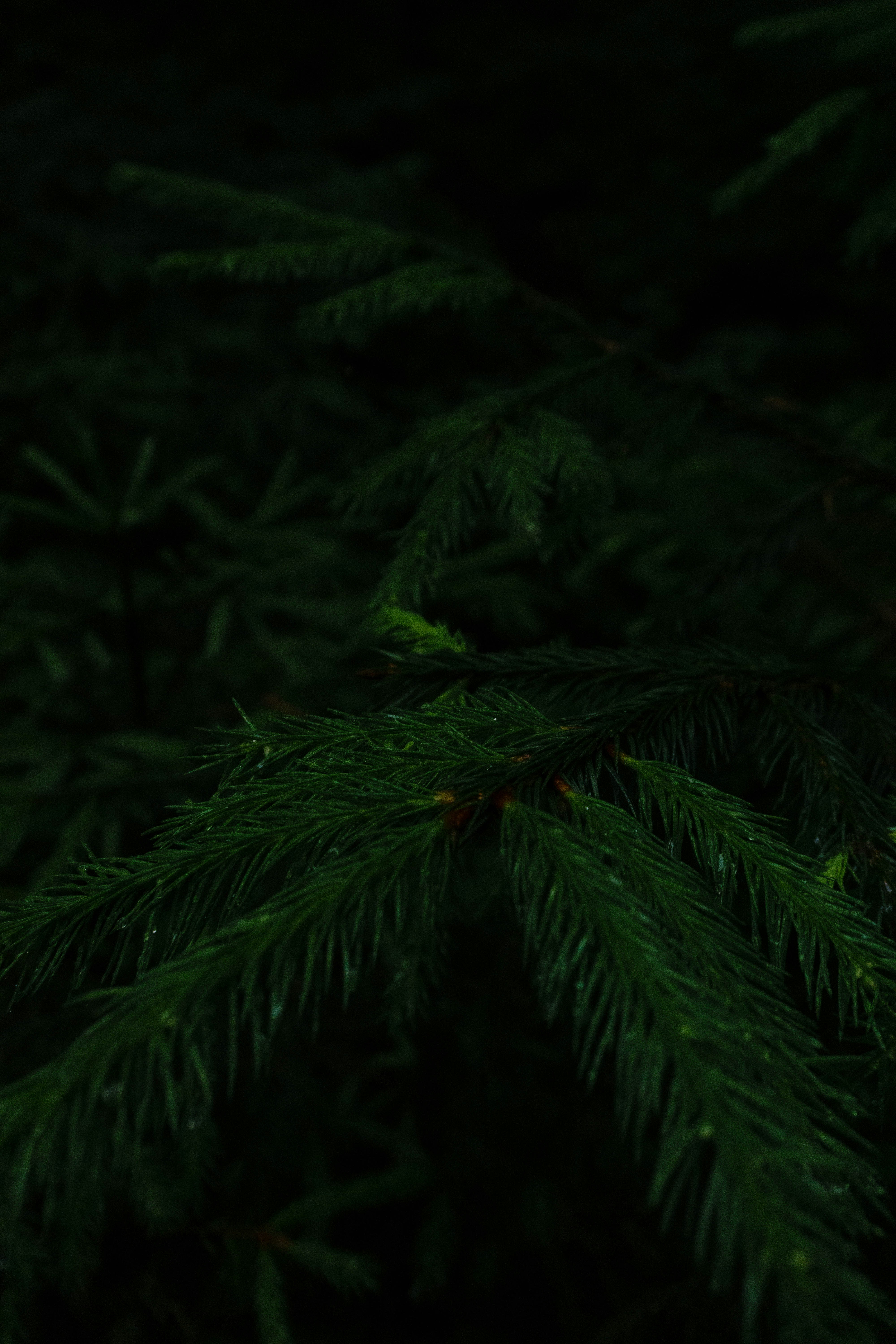 Midnight Fir: A Closer Look at Velvet Green Branches
