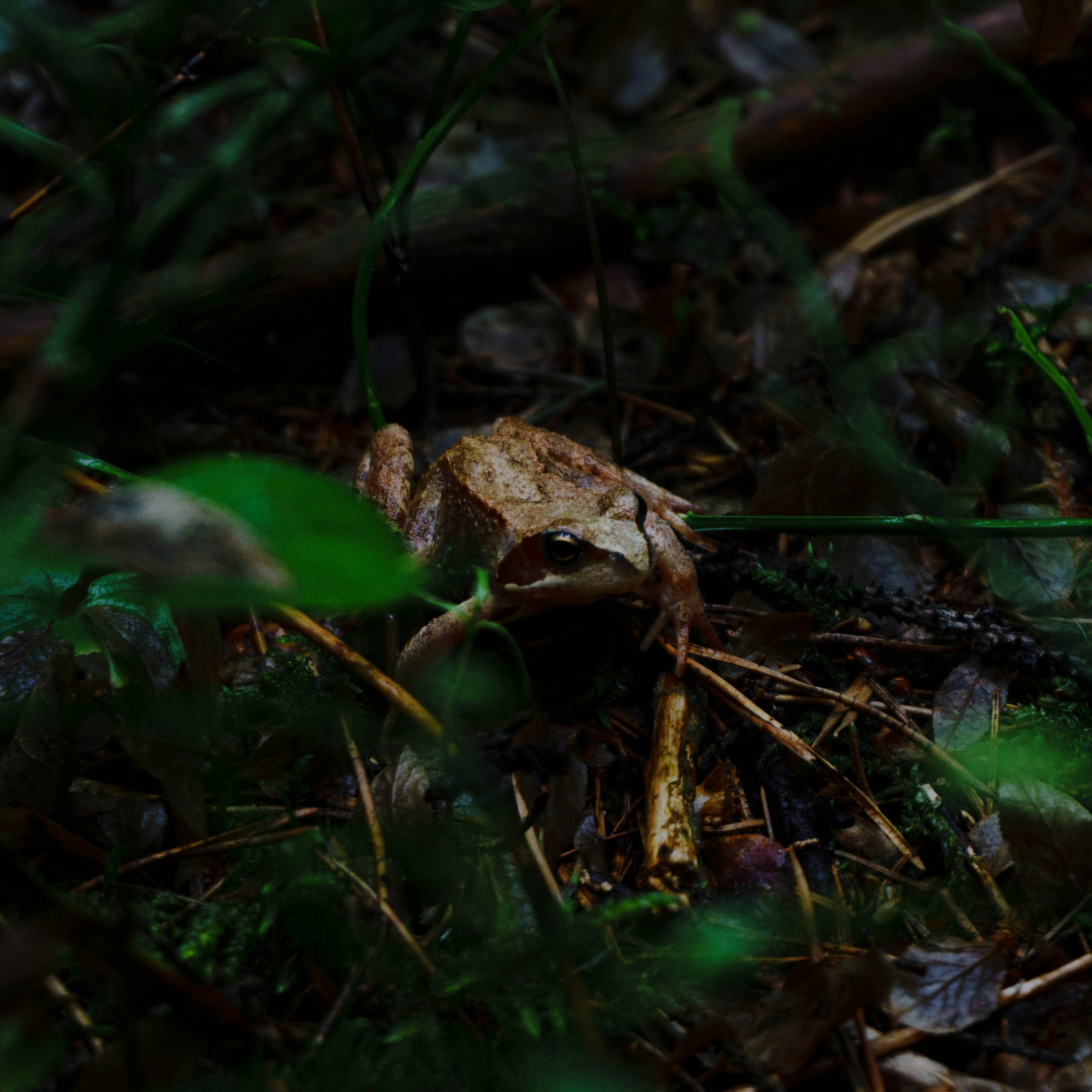 Hidden Amphibian Sentinel in the Damp Underbrush