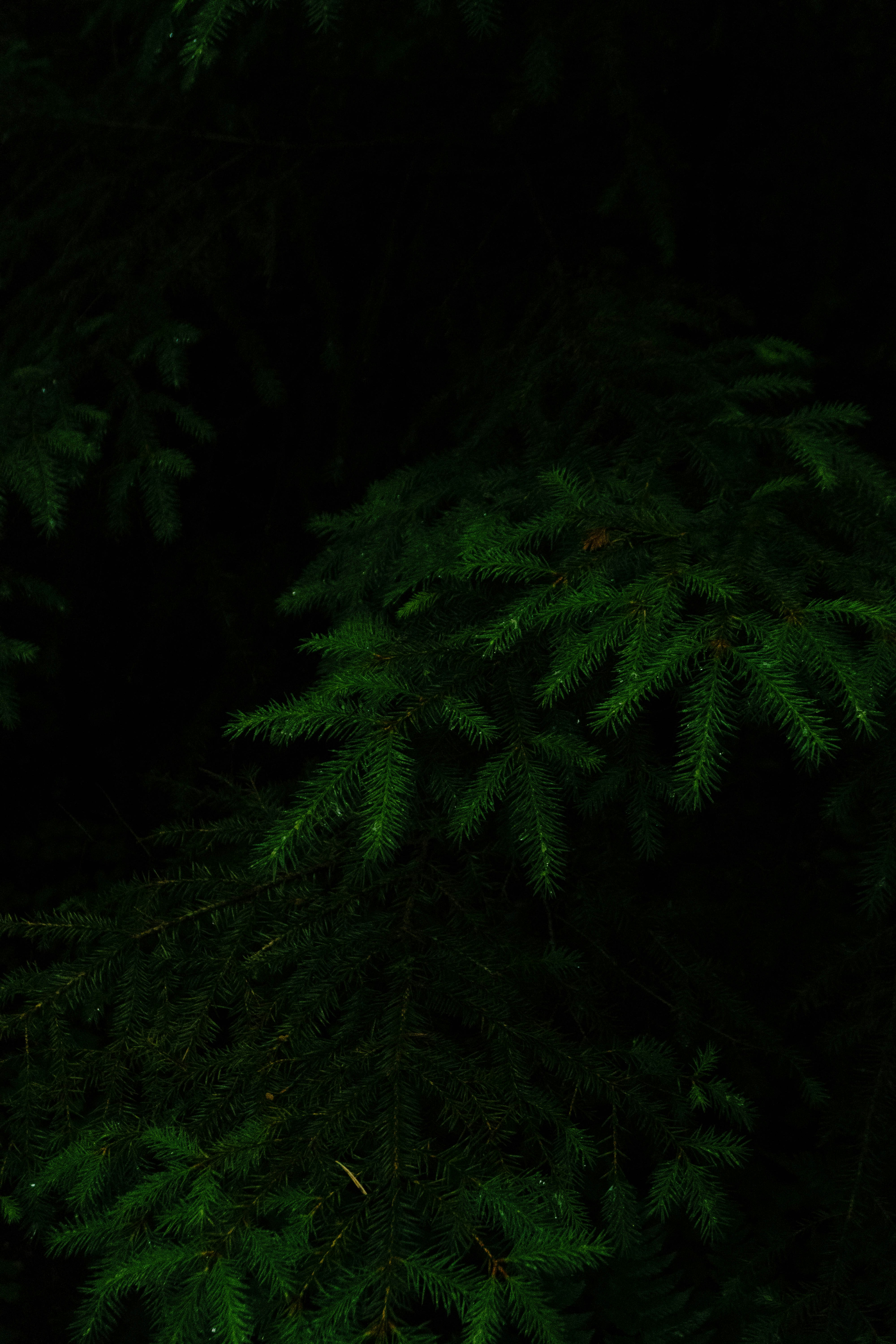 Midnight Sprigs: A Quiet Conifer Corner