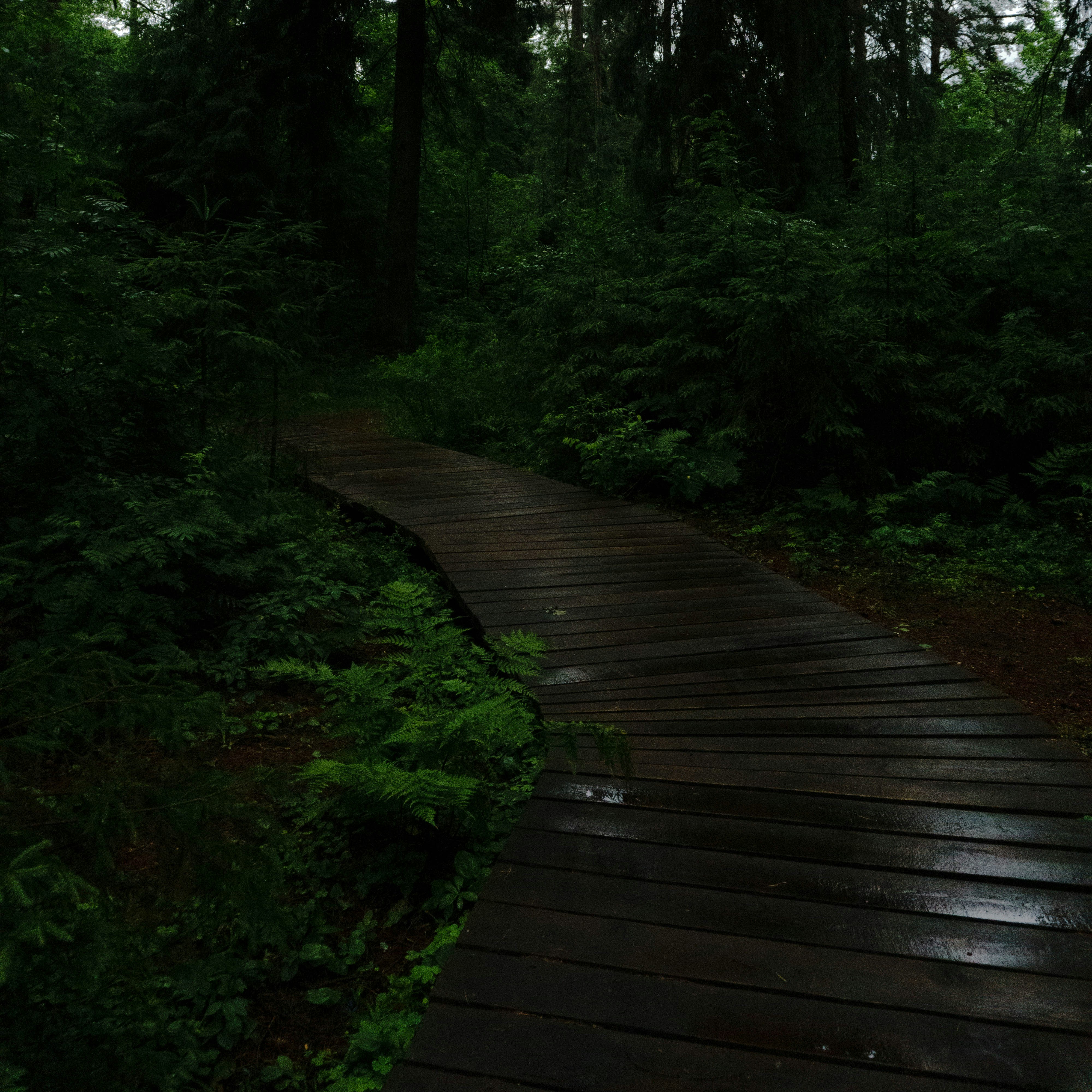 Moonlit Boardwalk Through a Wet Forest