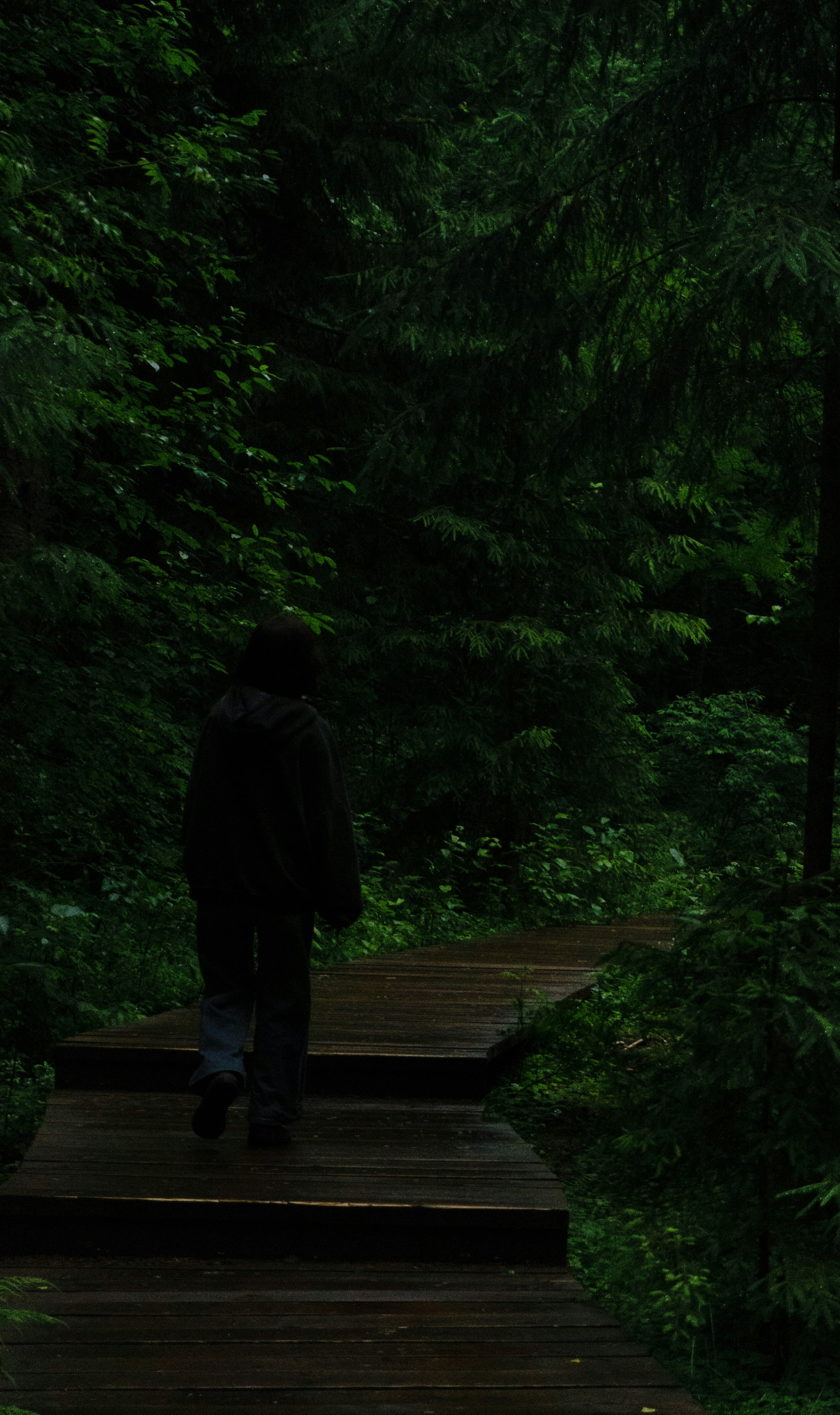 Shadowed Wanderer on a Mossy Boardwalk