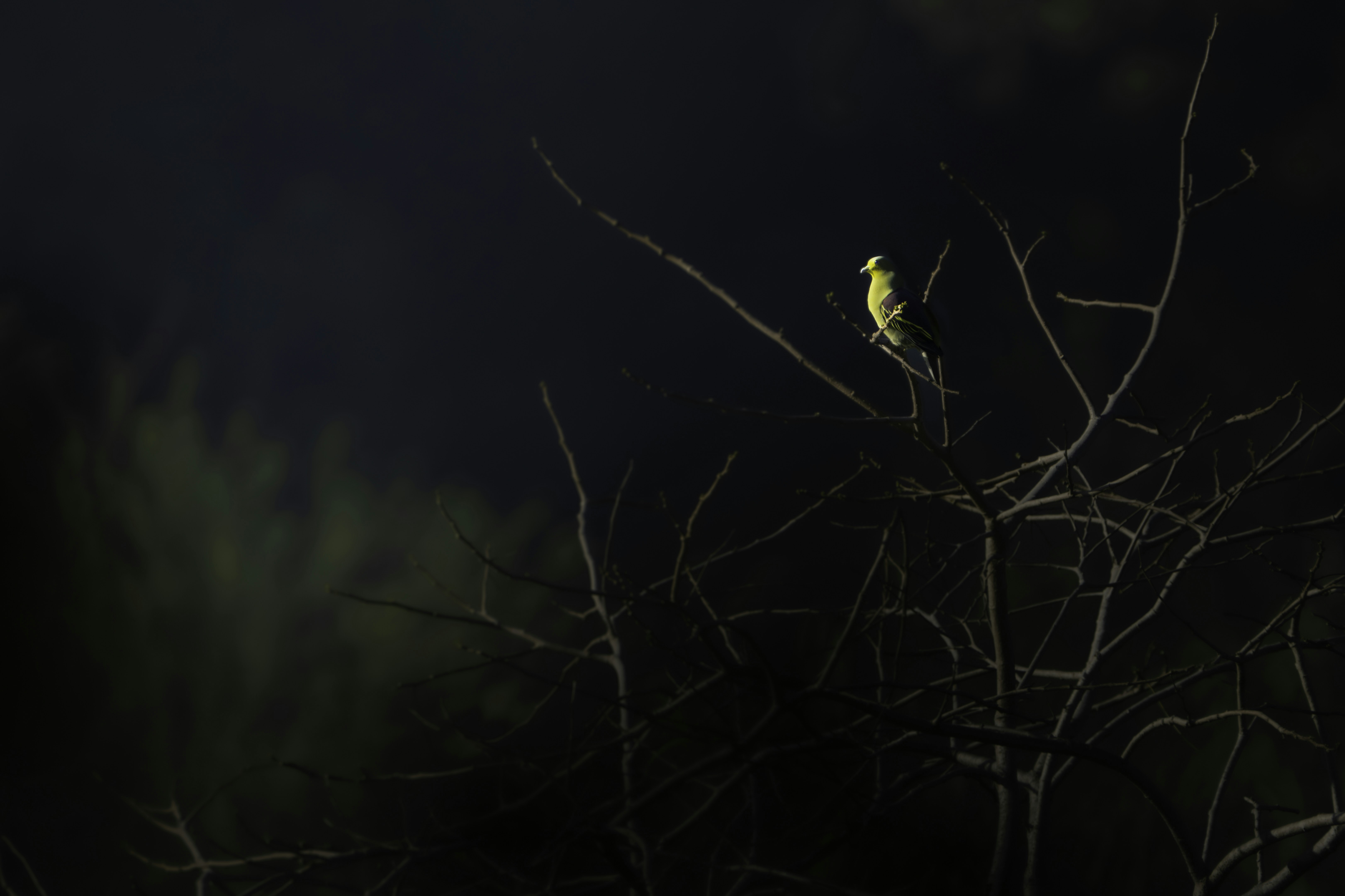 A solitary yellow bird perches on a leafless branch illuminated against a dark background. The scene emphasizes quiet stillness and the bird’s vivid contrast amid shadowy tones.
