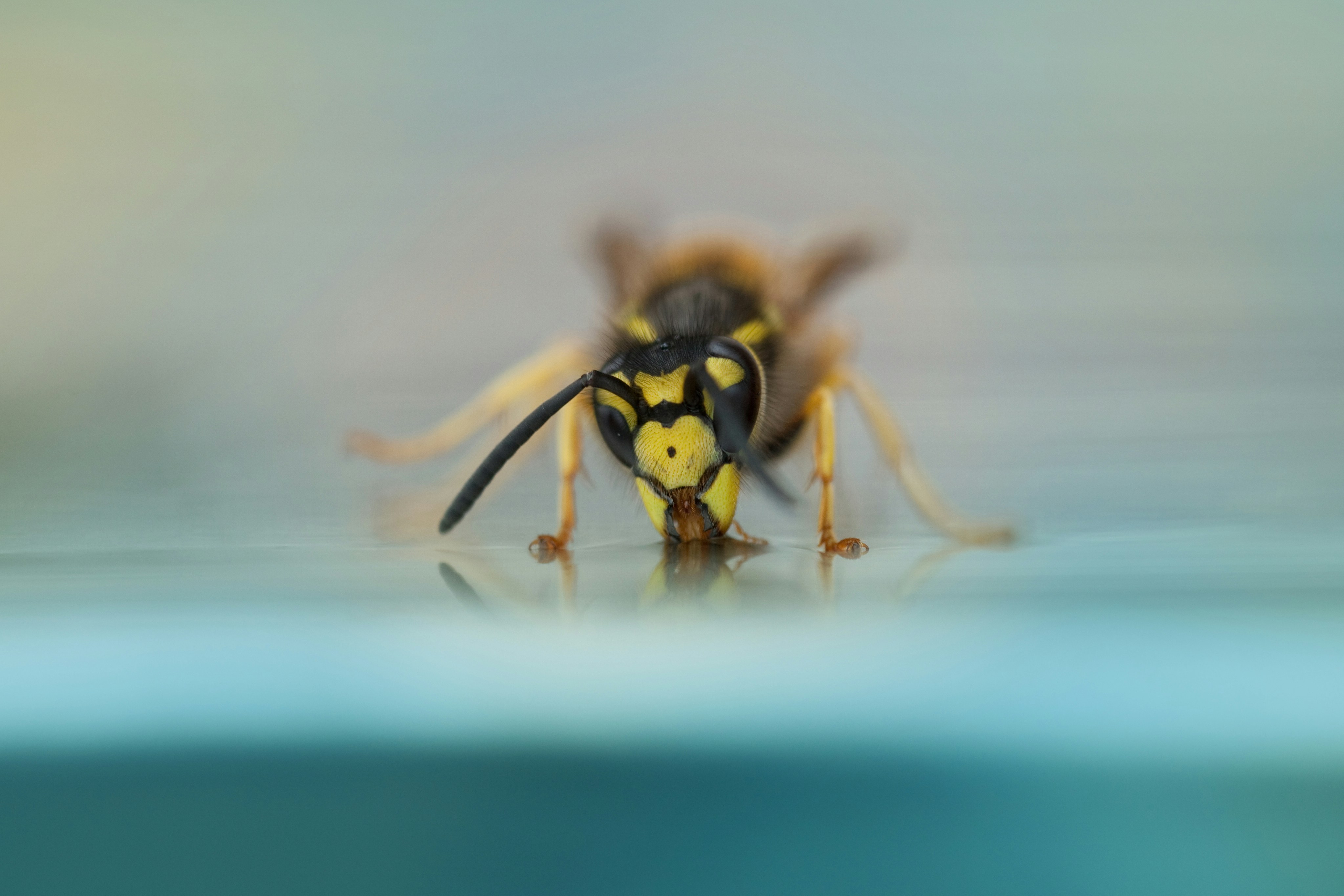 Bee's Eye View: The Hornet's Hover Above a Quiet Pool
