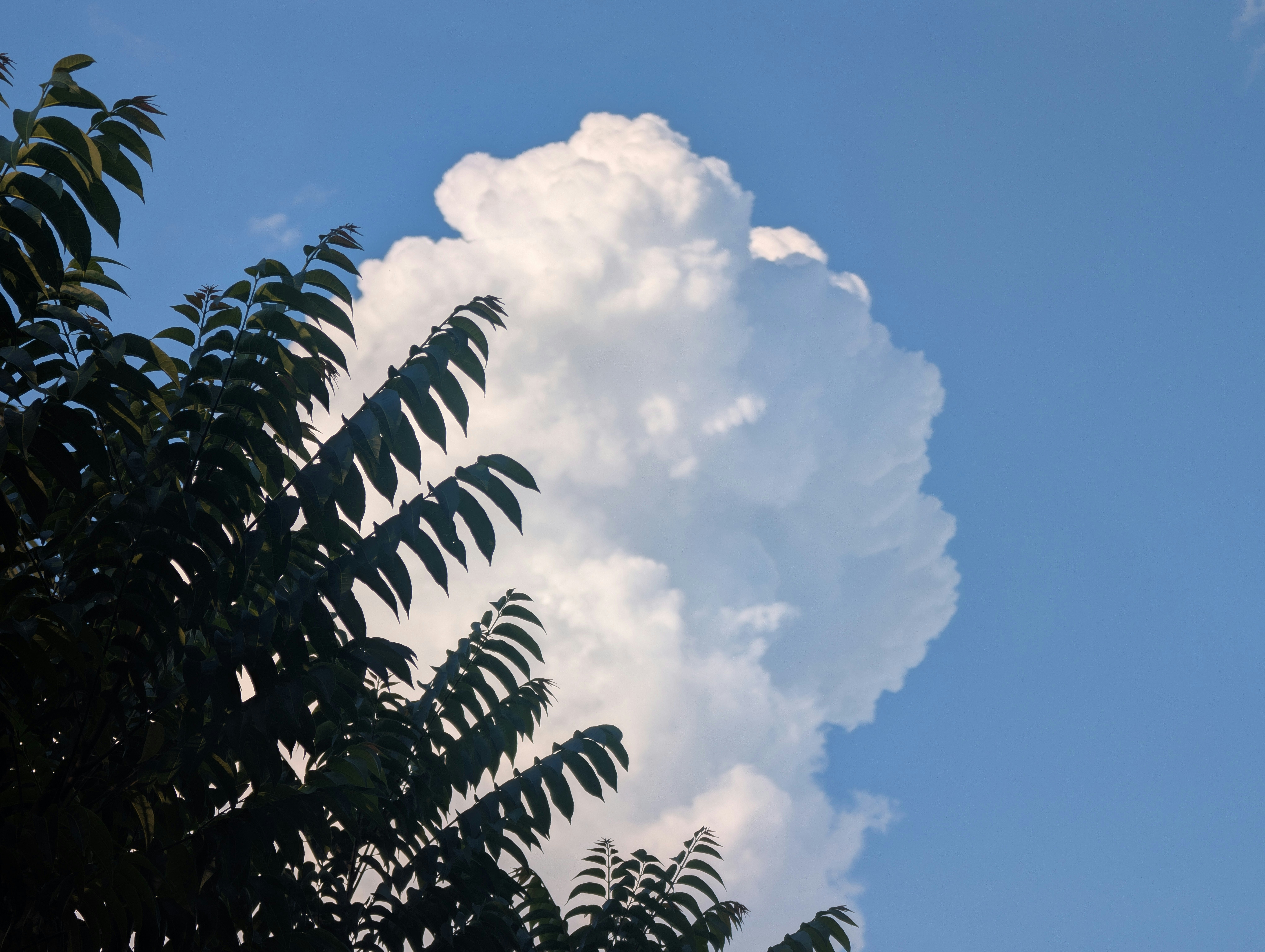 Dark-inked leaves frame a bright cumulus cloud against a blue sky, emphasizing a calm, open-air moment.