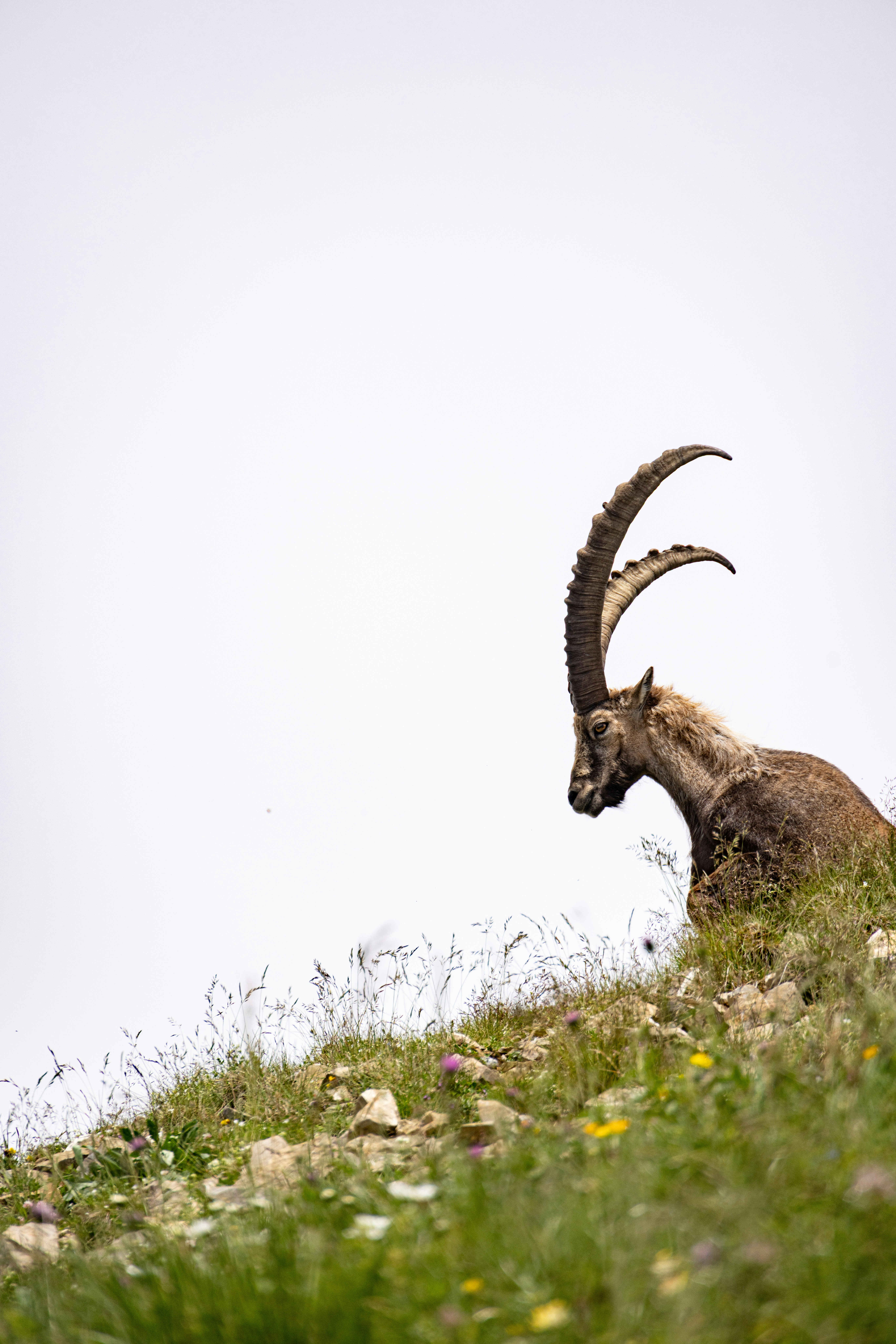 High Alpine Watcher: Alpine Ibex Beside the Slope