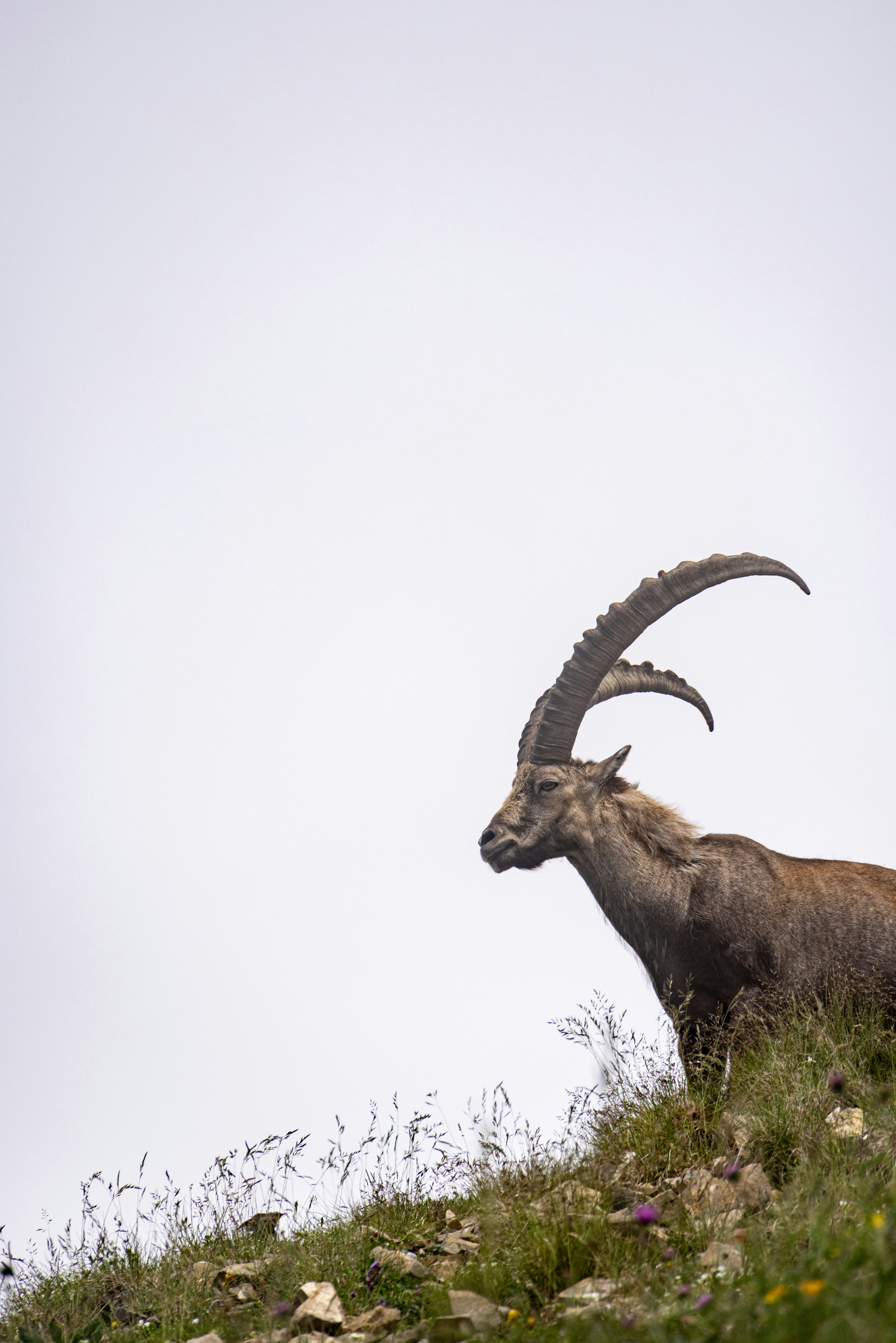 A Highland Ram Scanning the Summit