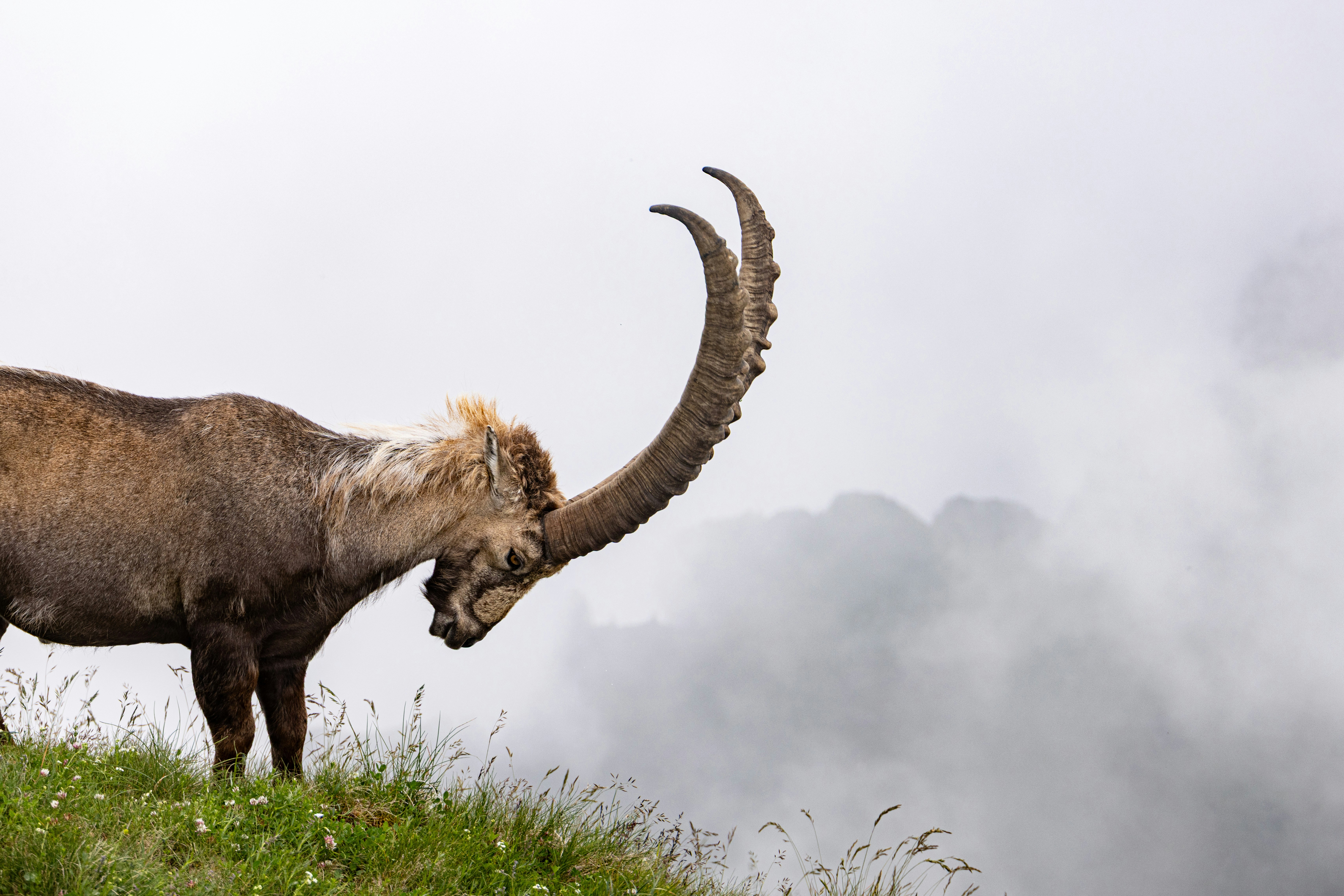 Frontier Sentinel: Alpine Ibex on the Ridge