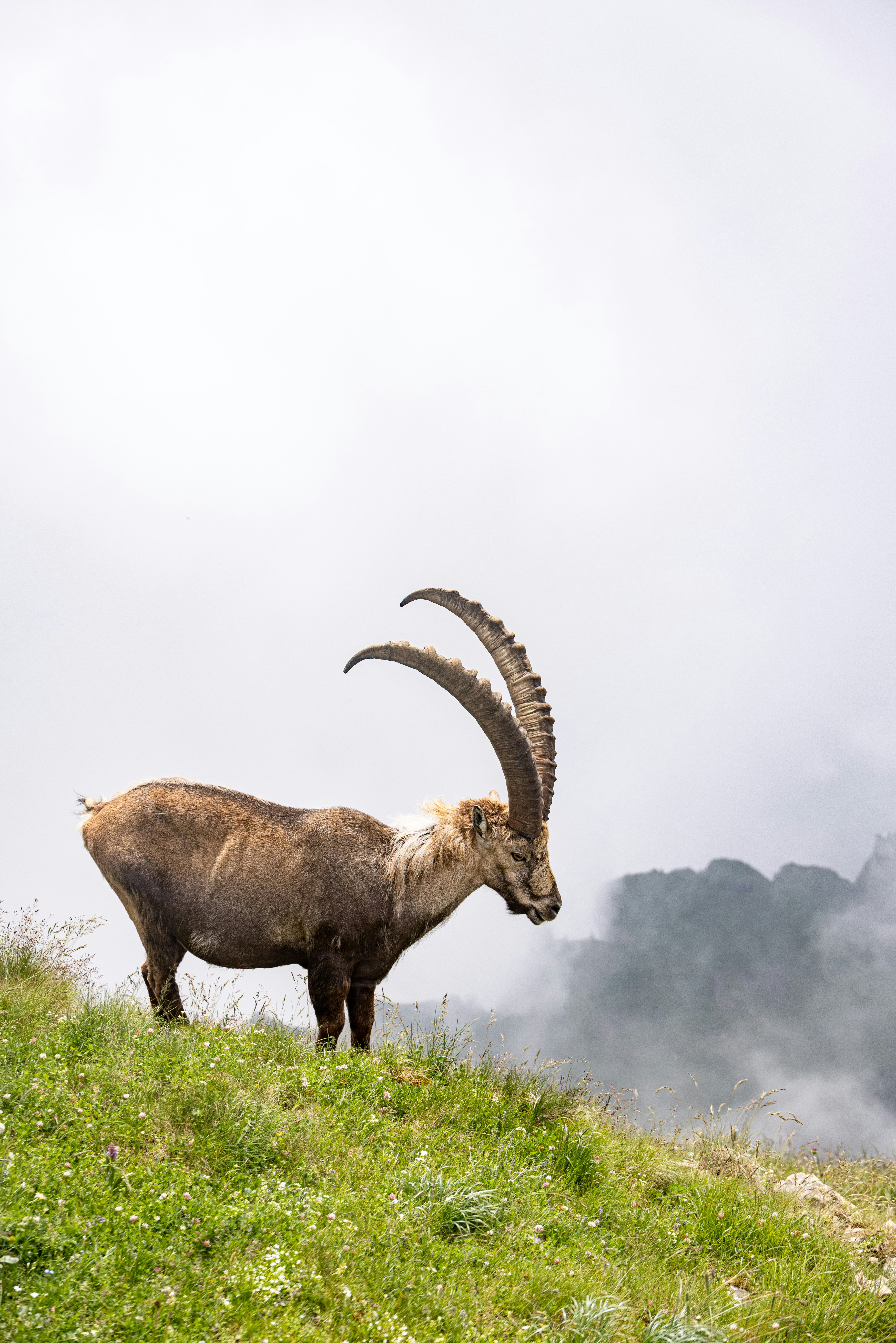 Curved Horns Against the Misty Knoll