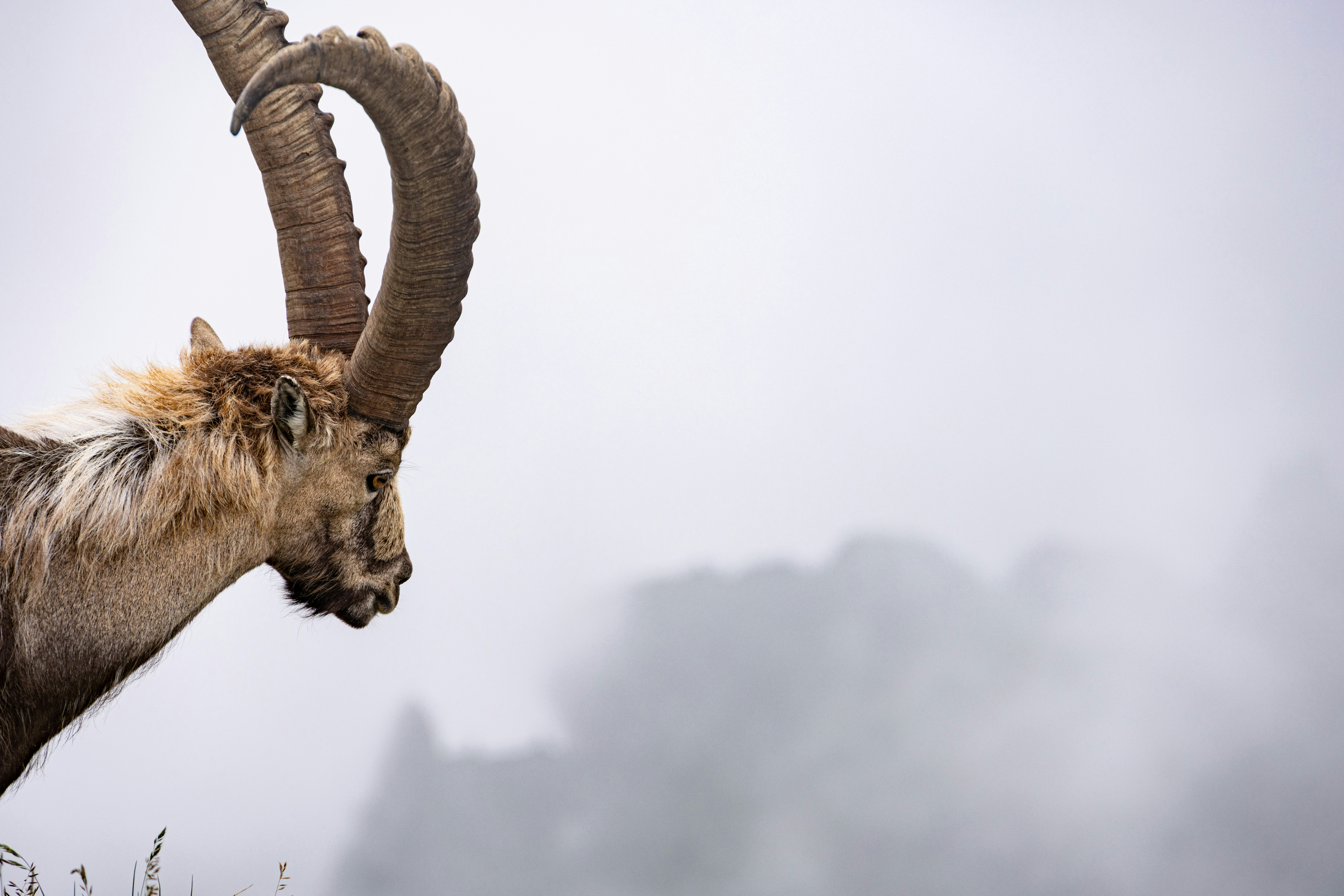 Ridge-Top Ram: A Lone Ibex Pausing Over Misty Cliffs